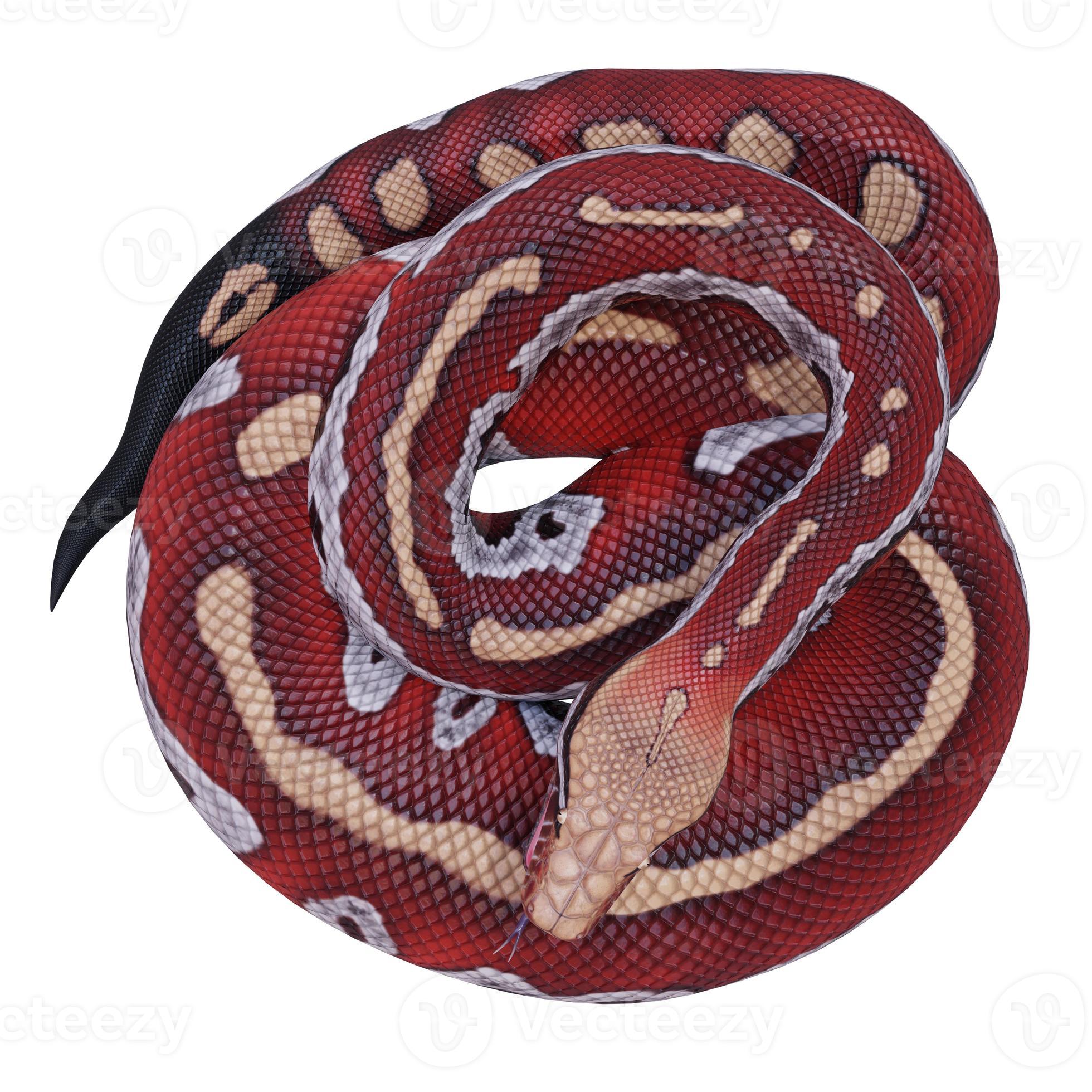 Blood python 3D illustration 11890395 Stock Photo at Vecteezy