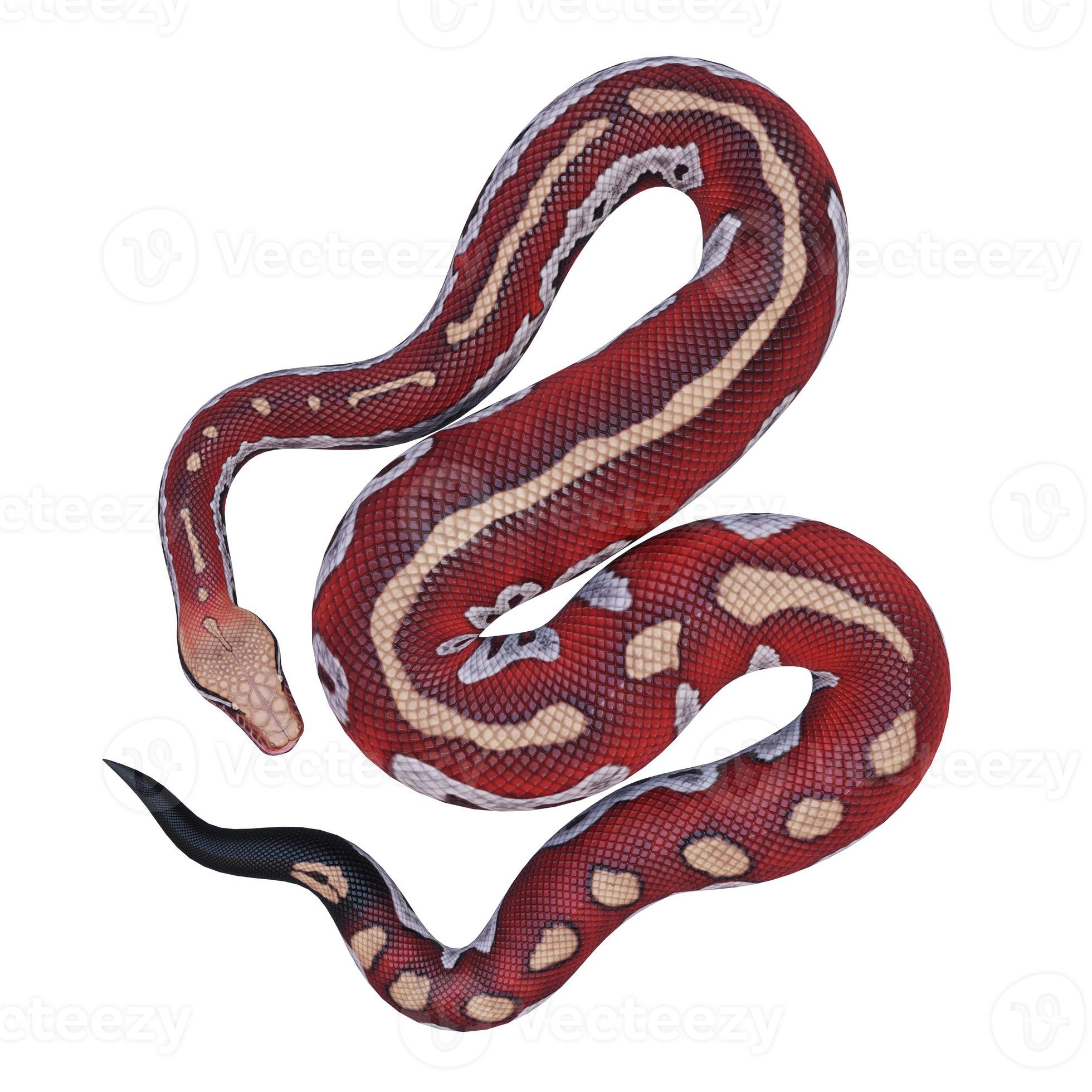 Blood python 3D illustration 11890400 Stock Photo at Vecteezy