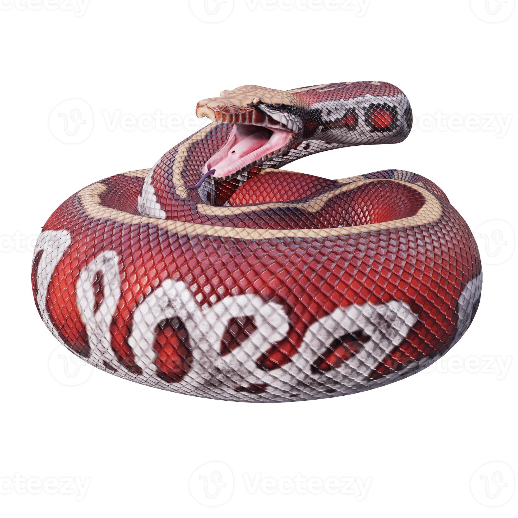 Blood python 3D illustration 11890413 Stock Photo at Vecteezy