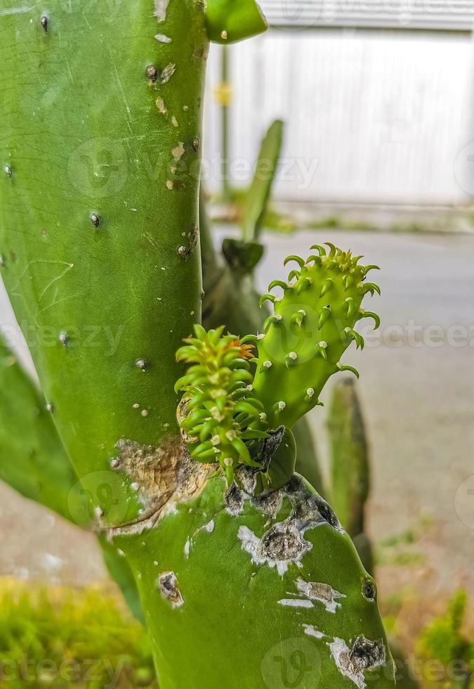 Spiny Green Cactus Cacti Plants Trees With Spines Fruits Mexico