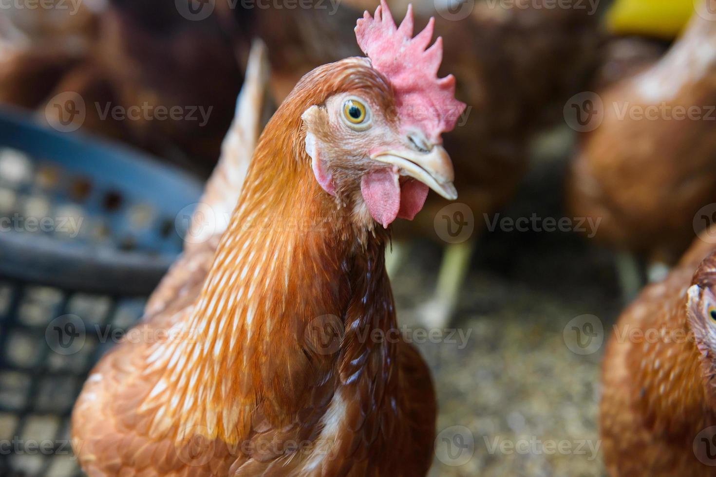 group of chickens on the farm 11912056 Stock Photo at Vecteezy