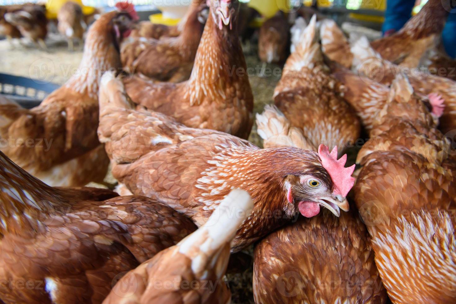 group of chickens on the farm 11912072 Stock Photo at Vecteezy