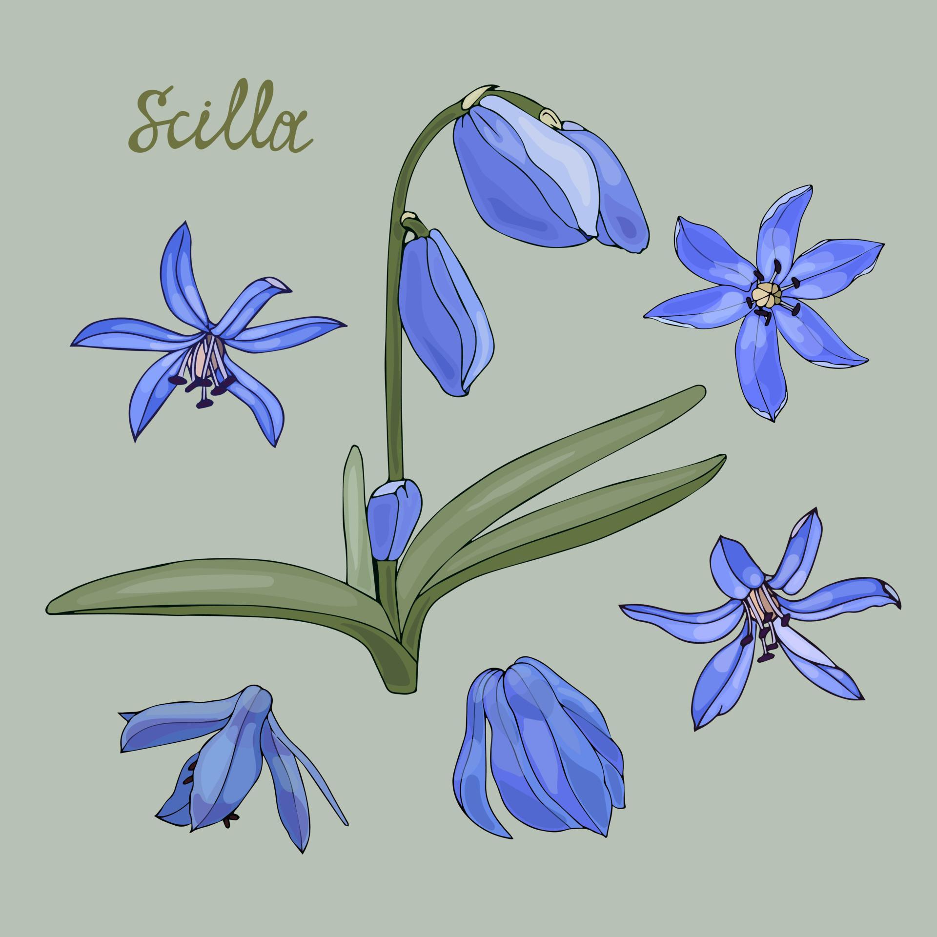 Scilla flowers doodle hand drawn, set of flowers for your design 11915234 Vector Art at Vecteezy