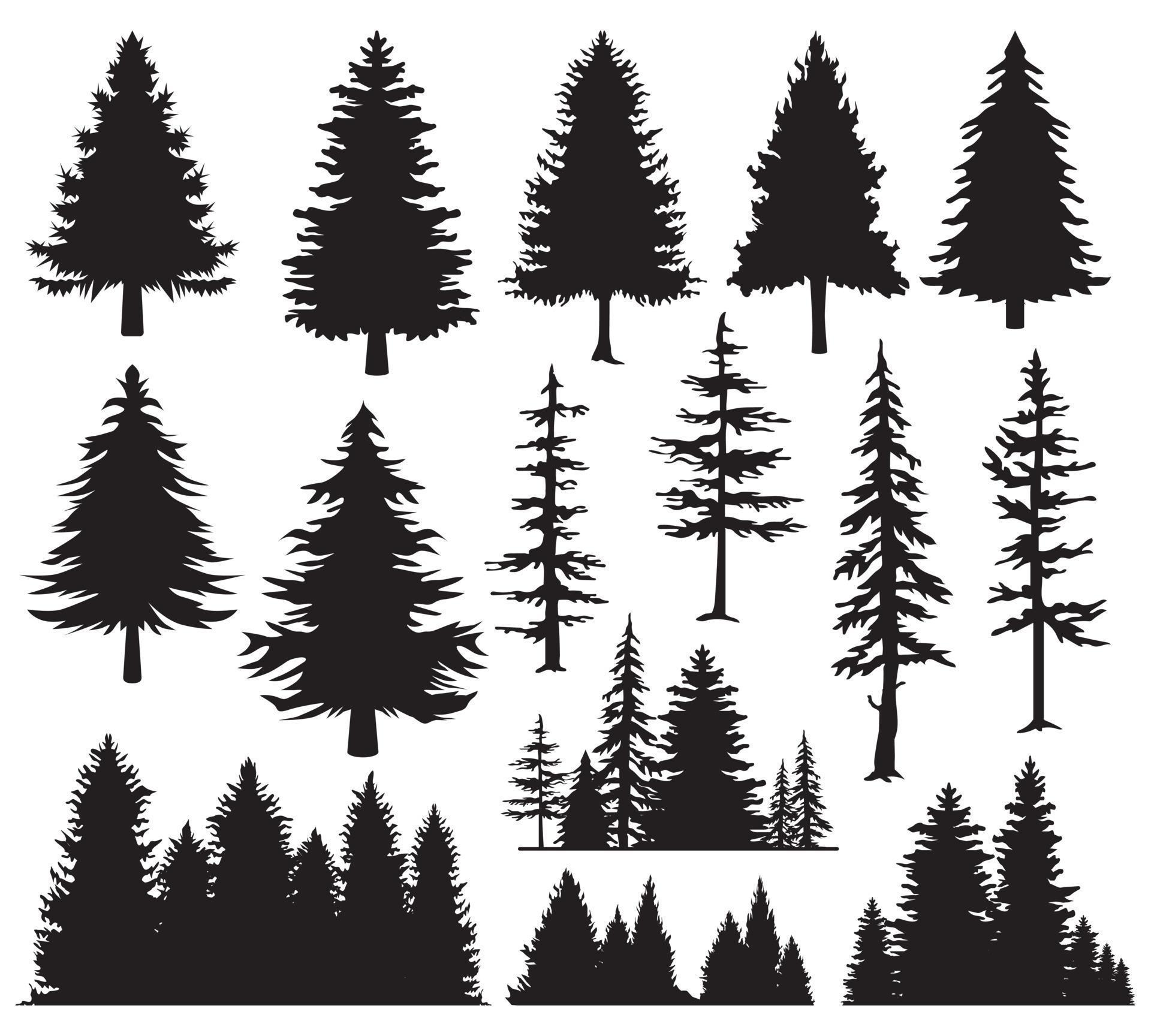 Set of fir trees. Silhouette forest view. Pine trees isolated on white ... Set of fir trees. Silhouette forest view. Pine trees isolated on white ...