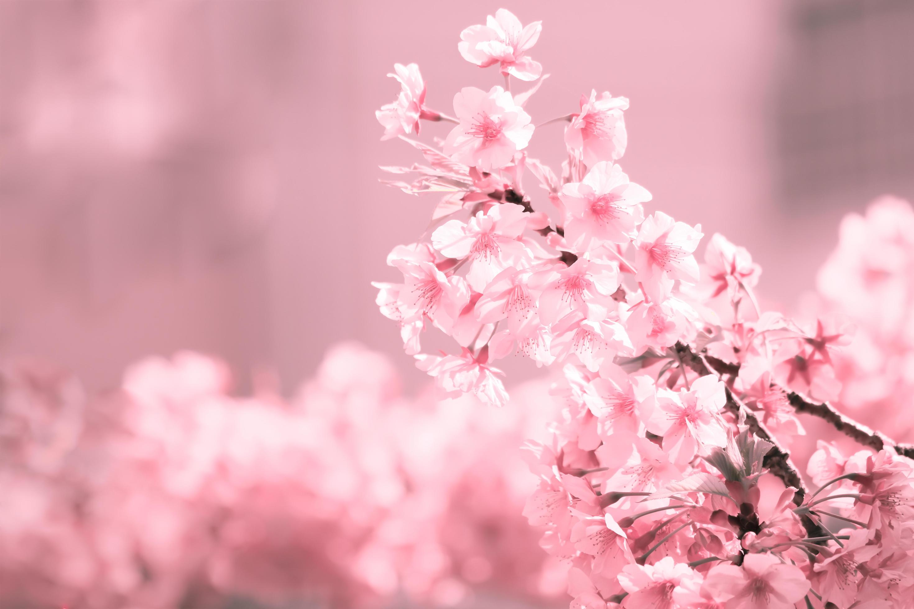 Nature Wallpaper Sakura