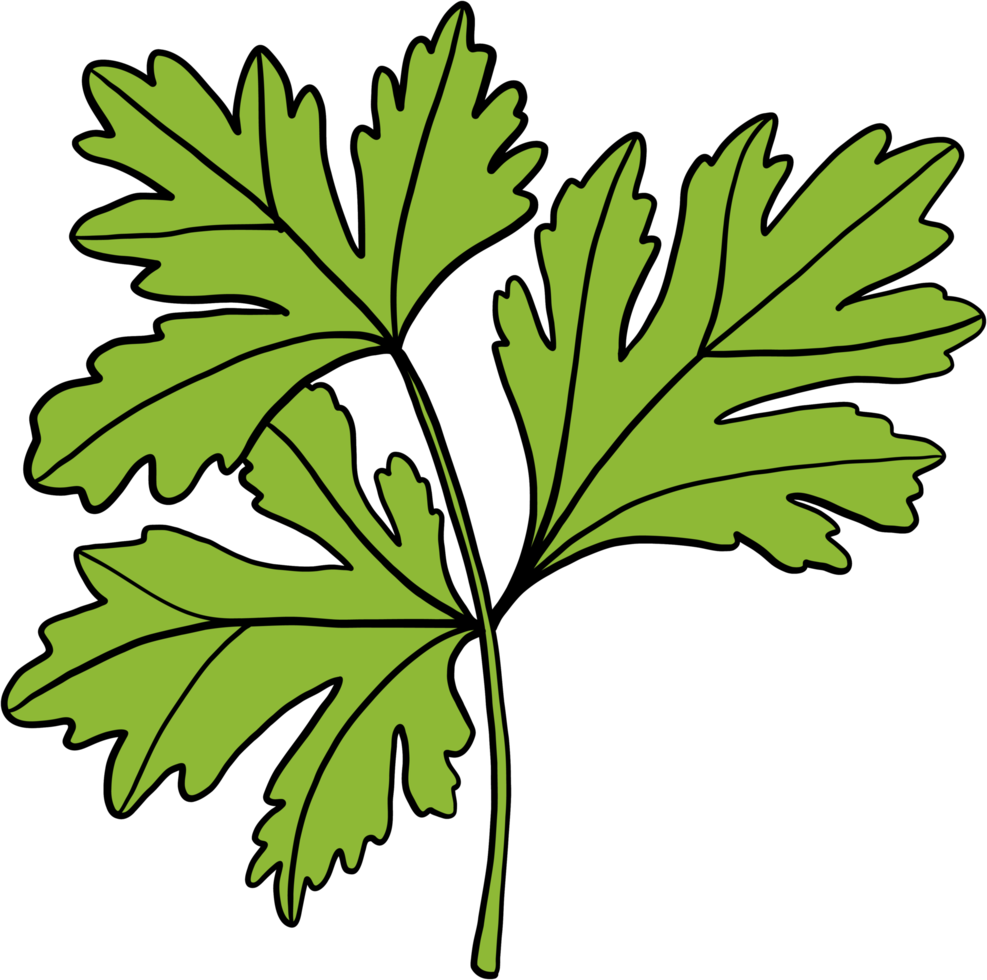 Doodle dibujo a mano alzada de cilantro. 11962758 PNG Doodle dibujo a mano alzada de cilantro. 11962758 PNG