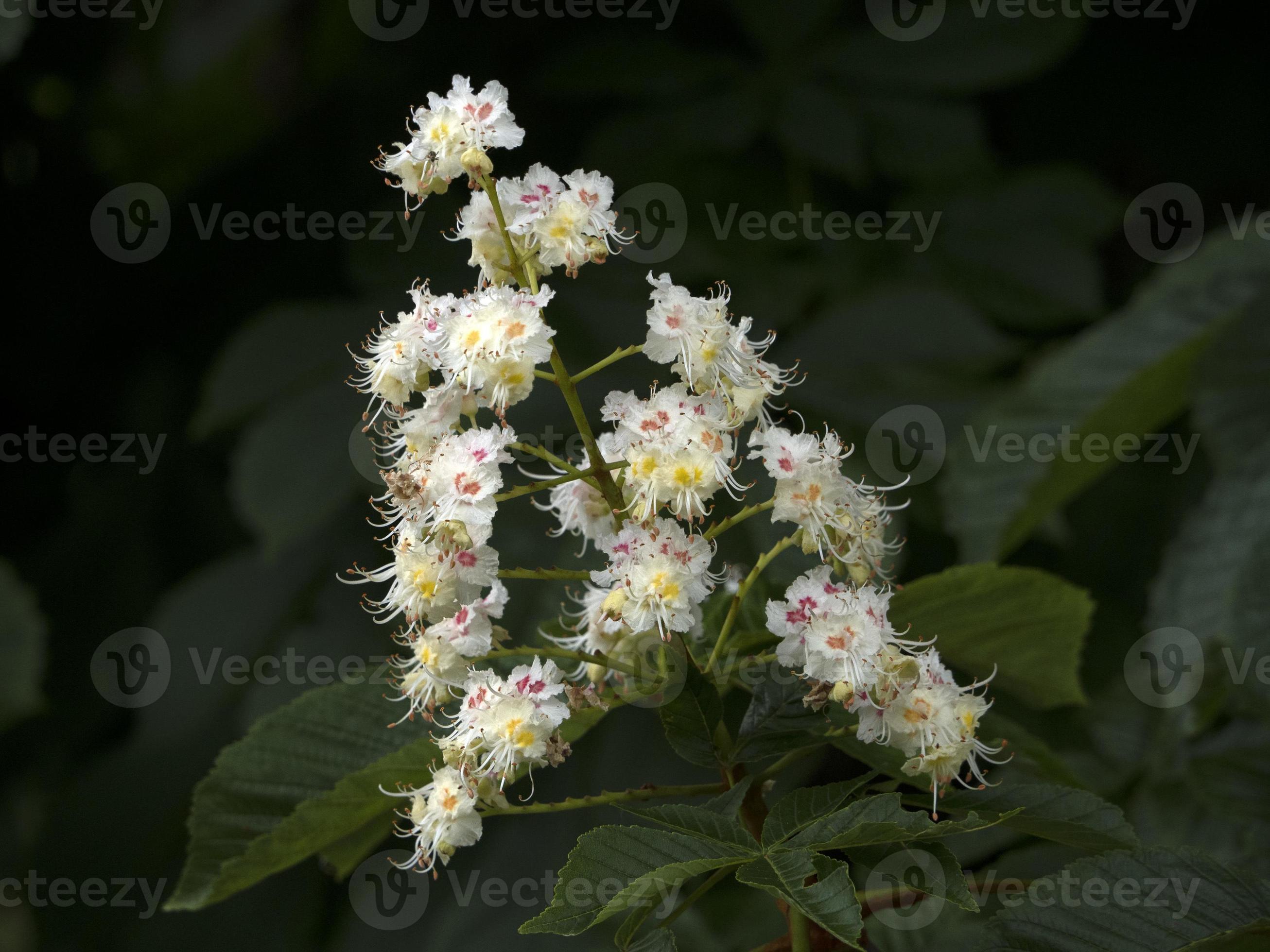 horse chestnut tree flower detail 11965613 Stock Photo at Vecteezy horse chestnut tree flower detail 11965613 Stock Photo at Vecteezy