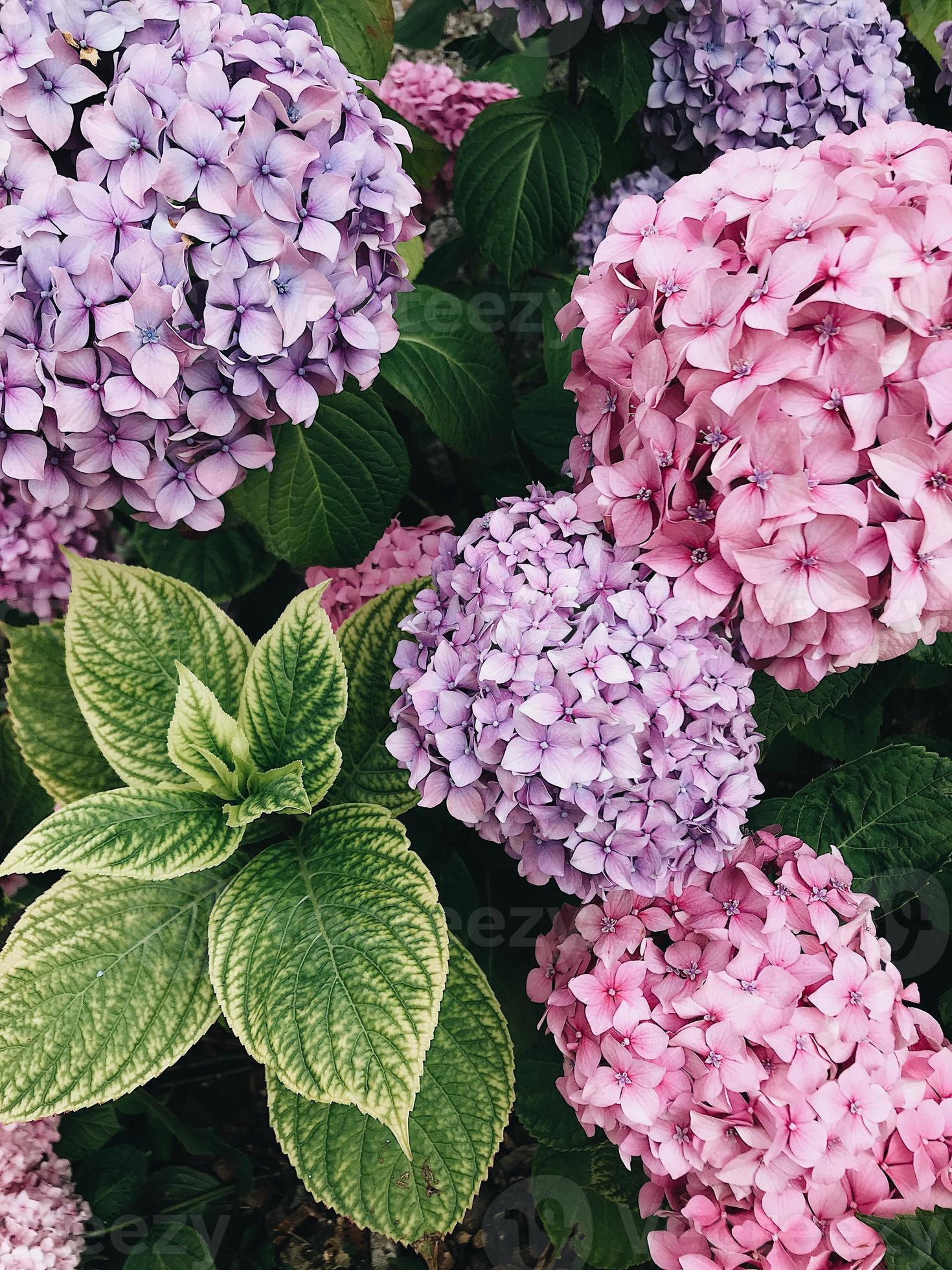 flowers garden trees nature spring summer photo 11975107 Stock Photo at ...