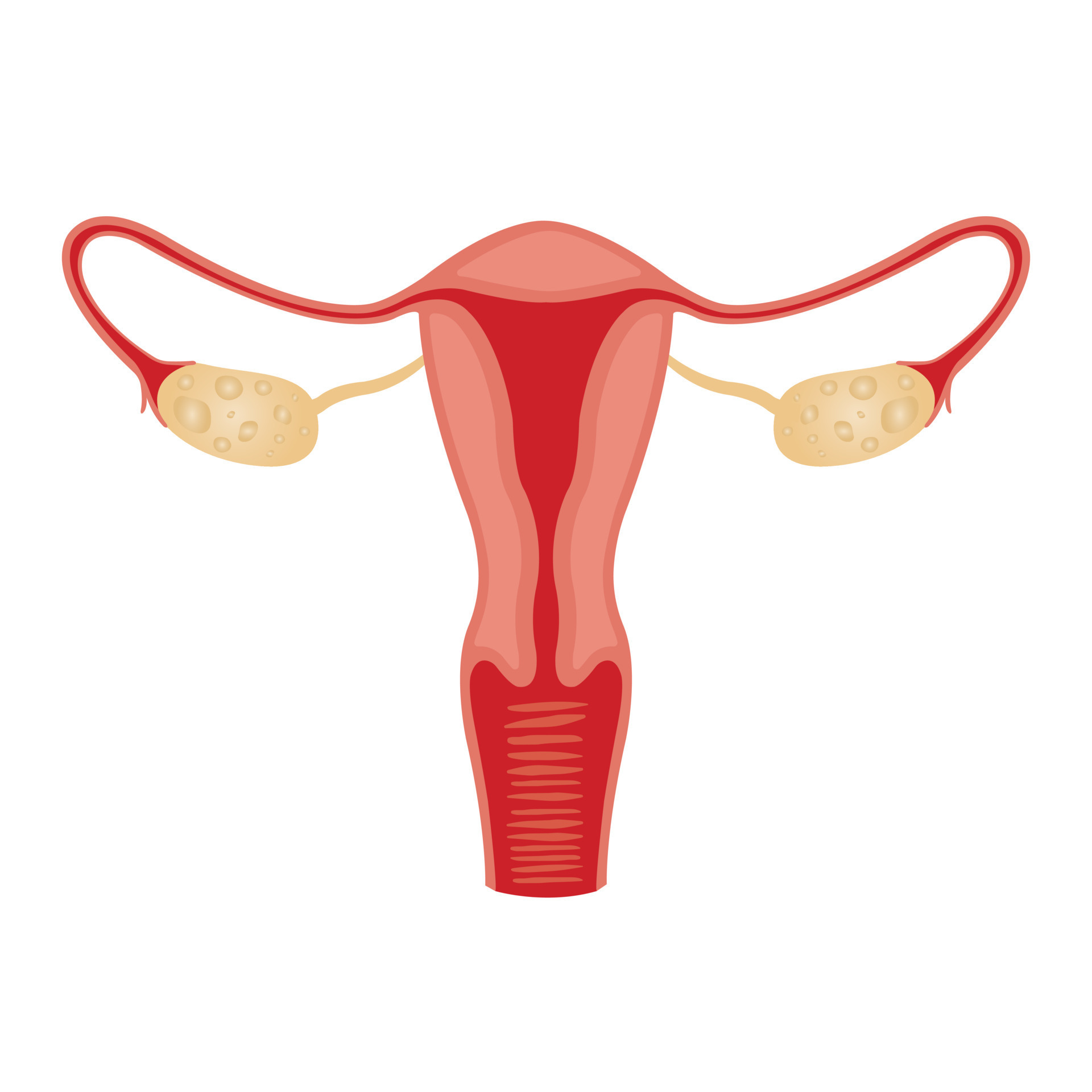Illustration Of The Female Reproductive System Human Anatomy 11998586