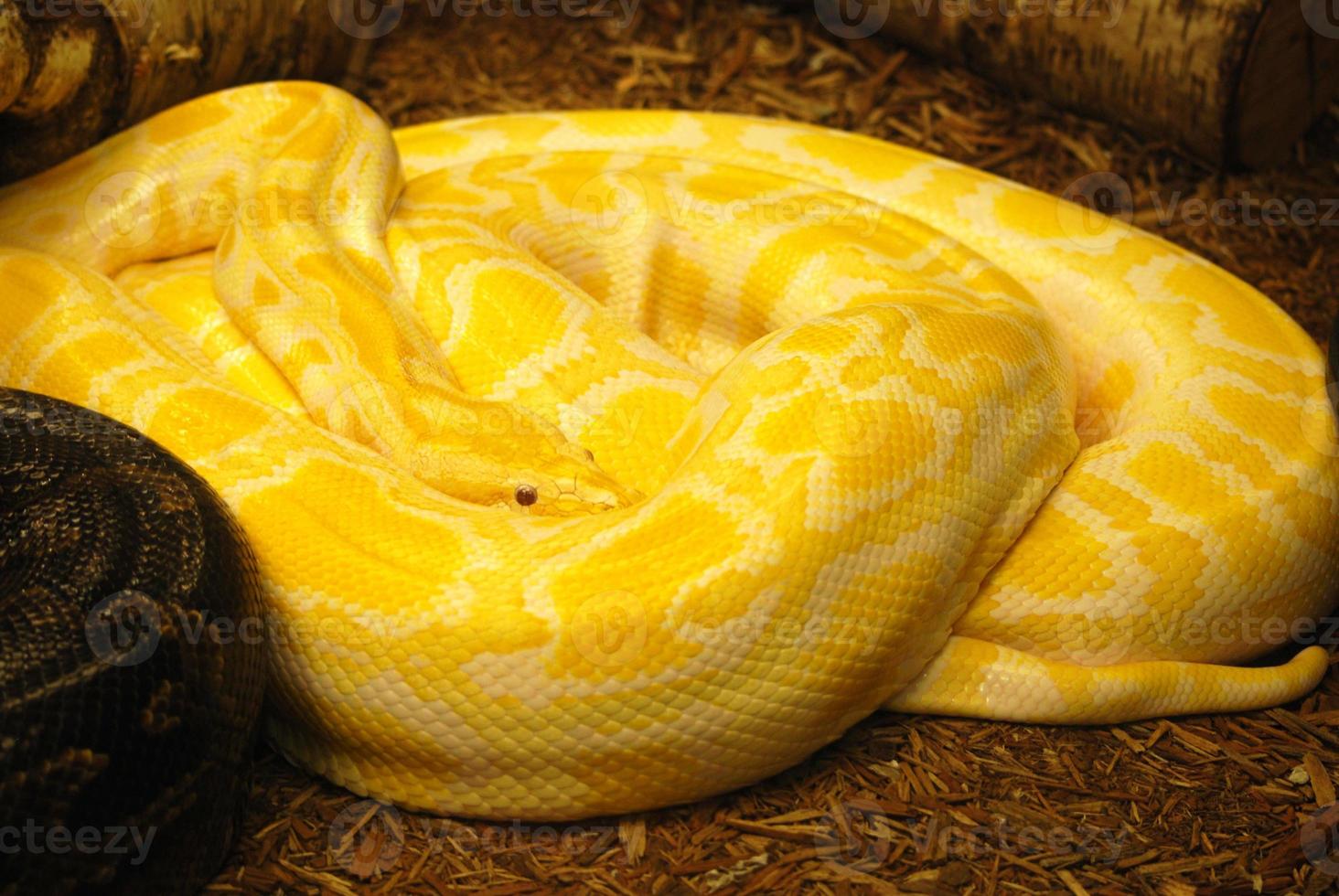 Coiled Burmese Python Snake 11999085 Stock Photo at Vecteezy