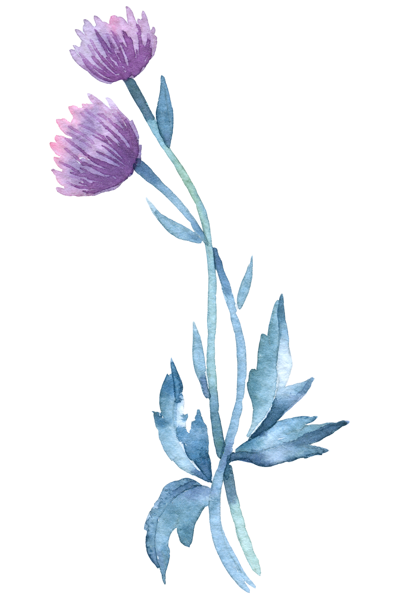 Wildflower Watercolor Beautiful Flower Watercolor Element 12001955 Png