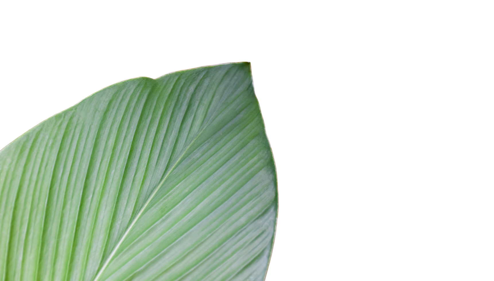 Isolated turmeric leaf with clipping paths. 12023461 PNG Isolated turmeric leaf with clipping paths. 12023461 PNG