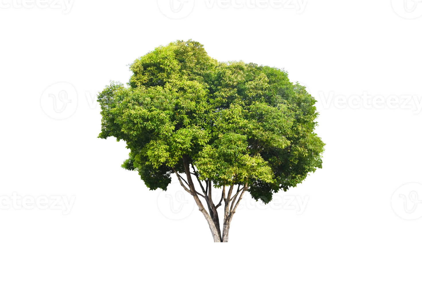 mimusops elengi aislado, cerezo español, níspero o árbol de madera de bala sobre fondo blanco ...