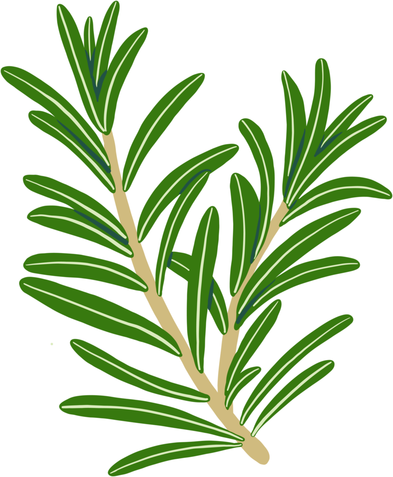 Doodle Freehand Sketch Drawing Of Rosemary 12037974 Png