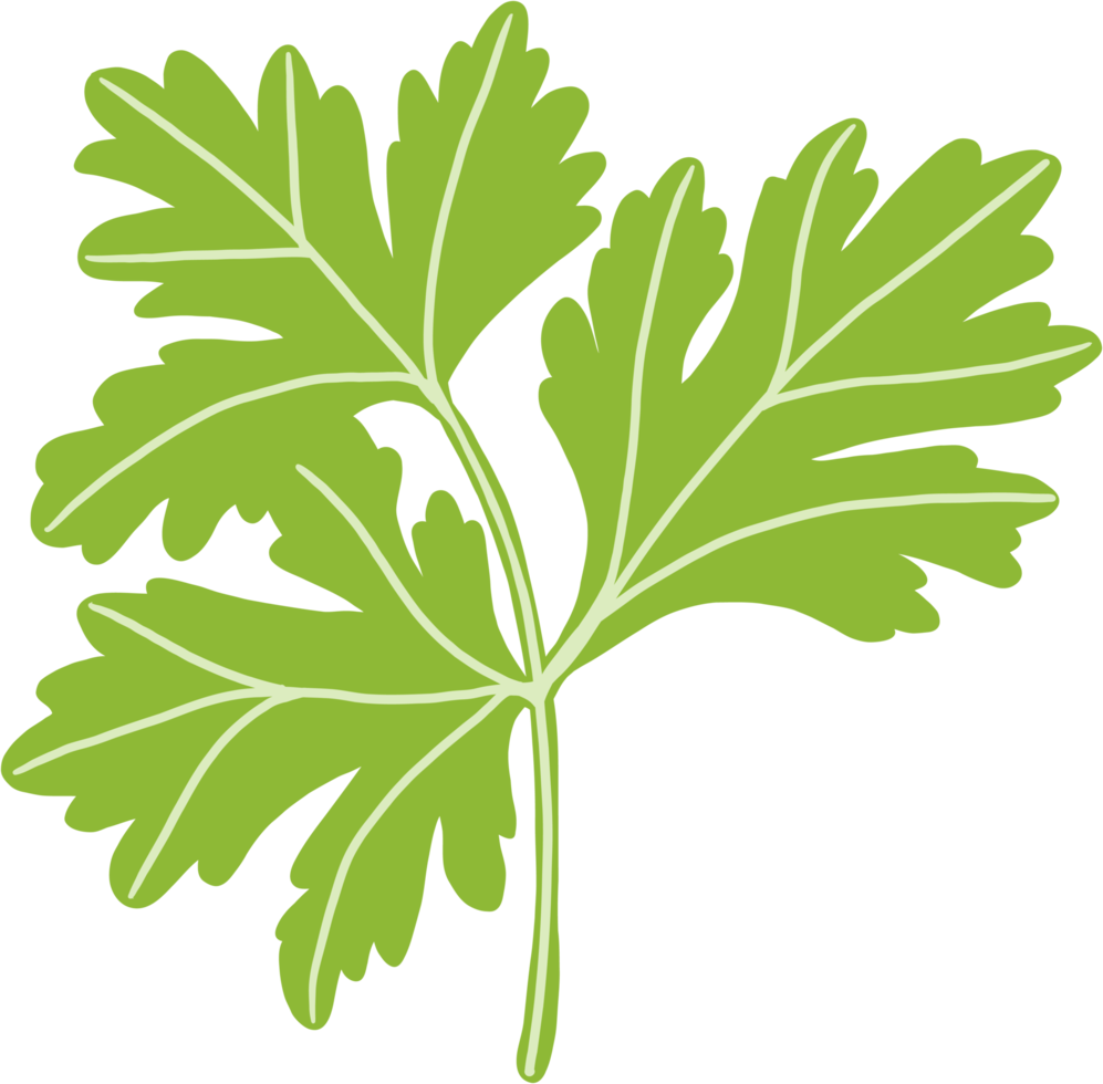 Doodle dibujo a mano alzada de cilantro. 12037976 PNG Doodle dibujo a mano alzada de cilantro. 12037976 PNG