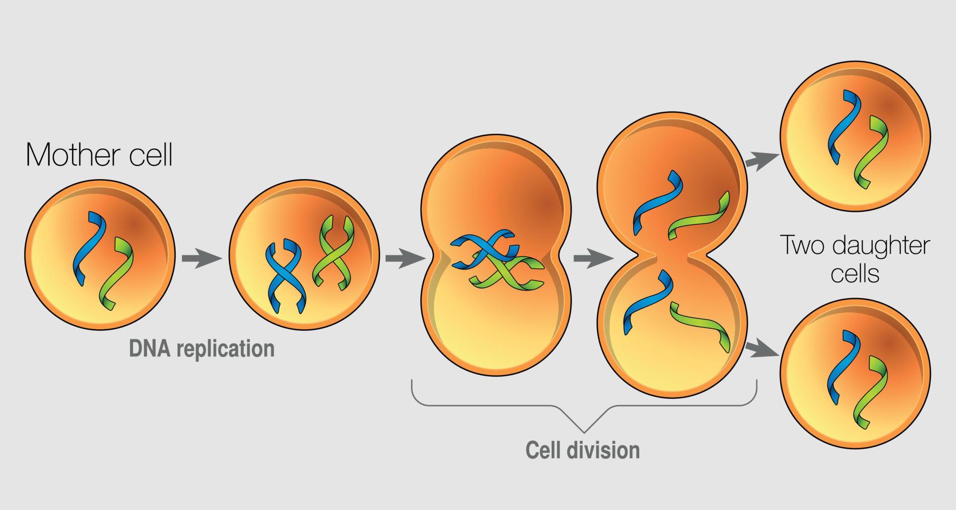 The graph shows in 5 steps the division of a cell. Vector image ...