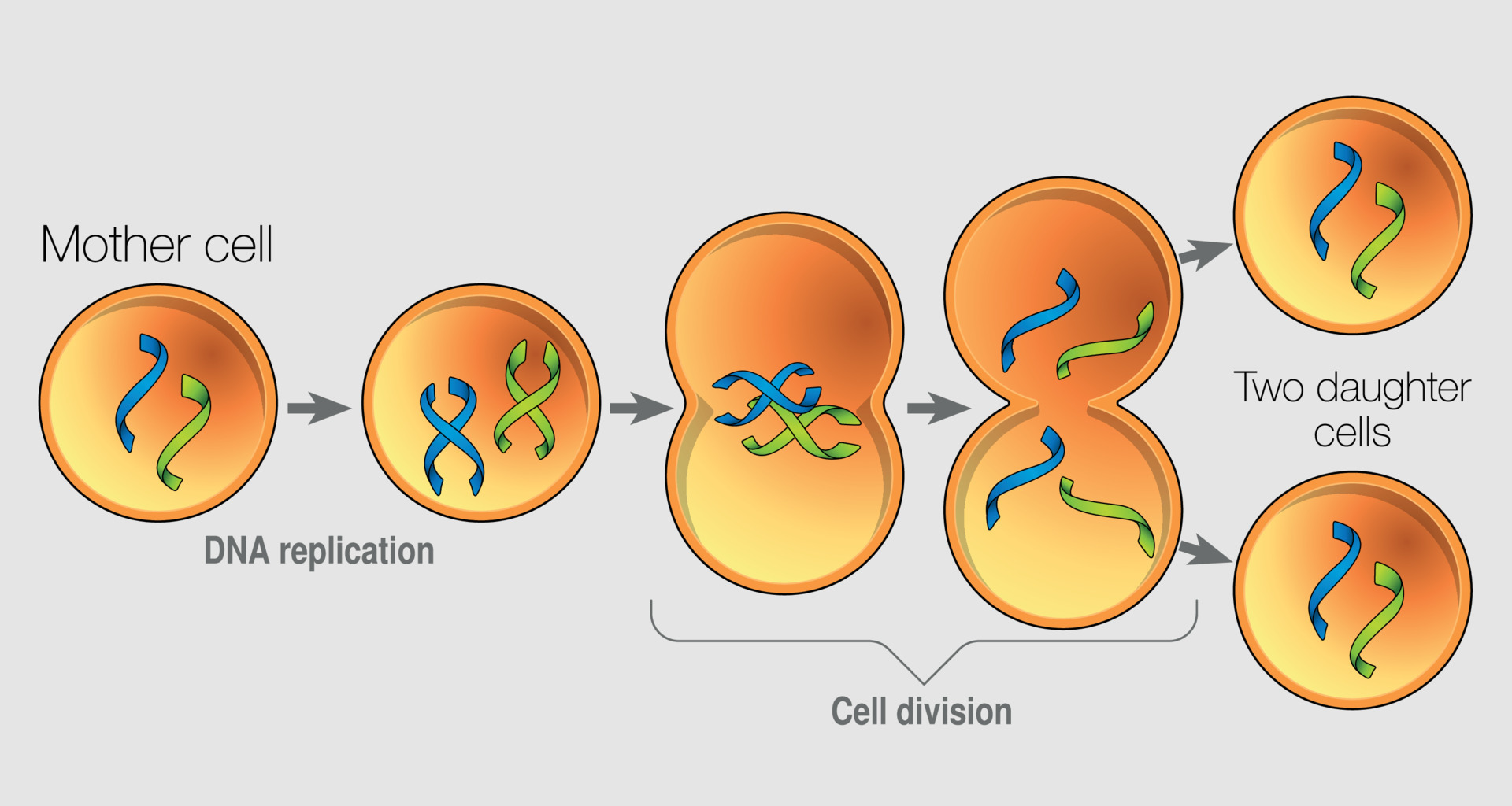 The graph shows in 5 steps the division of a cell. Vector image ...