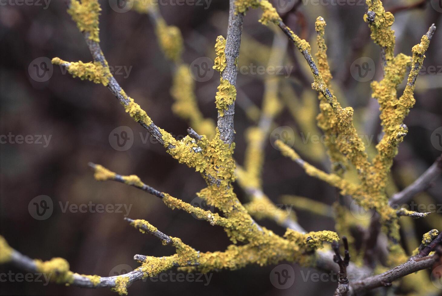 liquen amarillo que crece en una rama muerta 12072717 Foto de stock en ... liquen amarillo que crece en una rama muerta 12072717 Foto de stock en ...