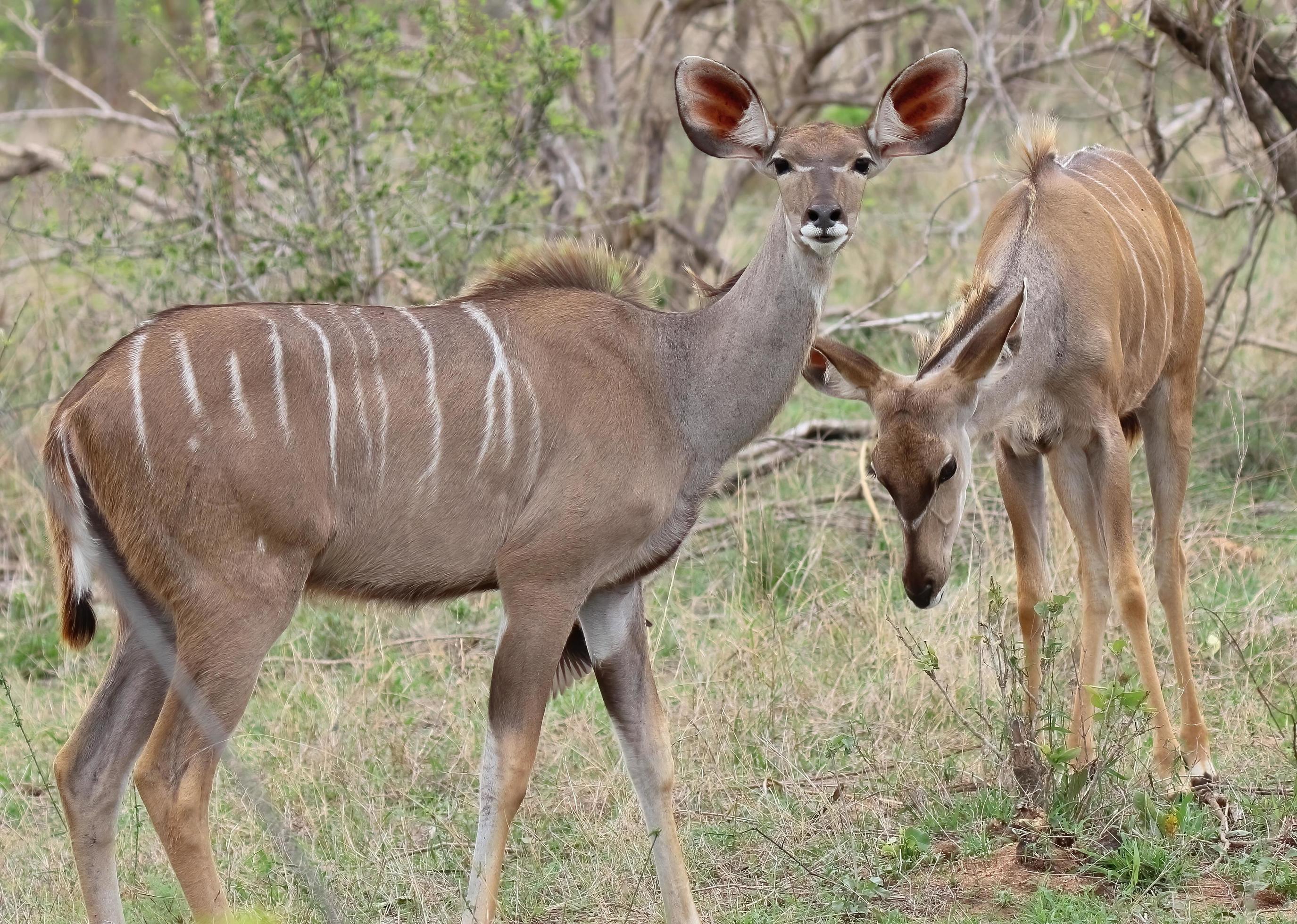 A closeup photo of a Greater Kudu cow looking into the camera lens. and a younger cow grazing ...