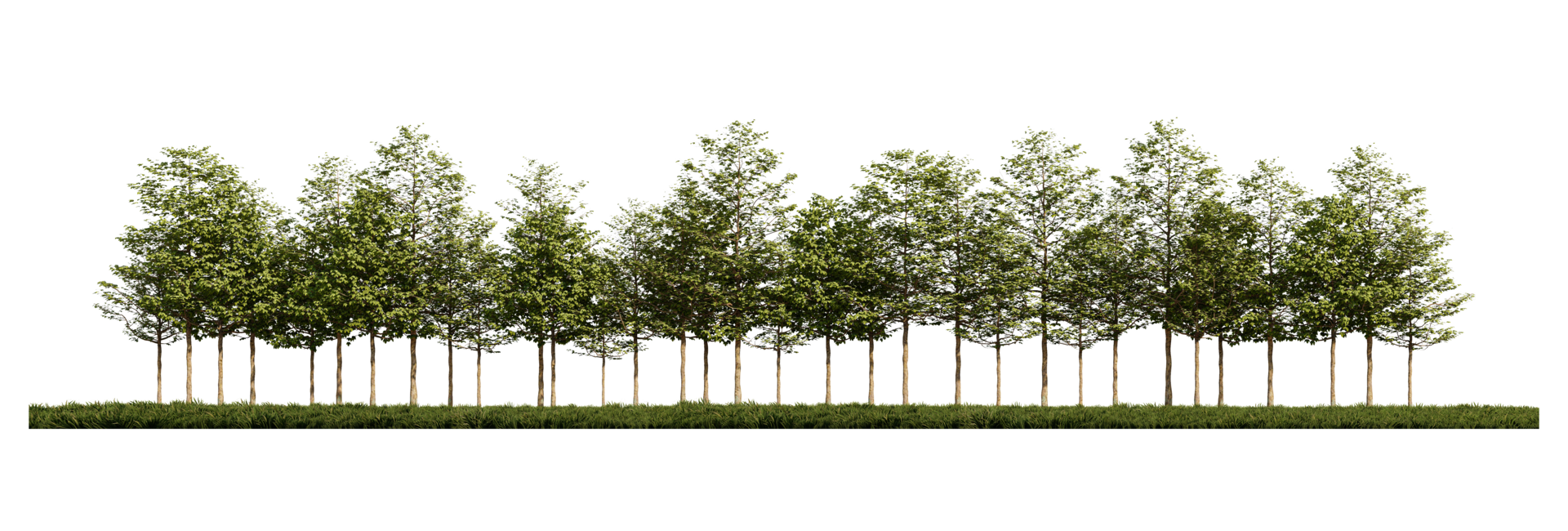 3ds rendering image of front view of trees on grasses field. 12177105 PNG