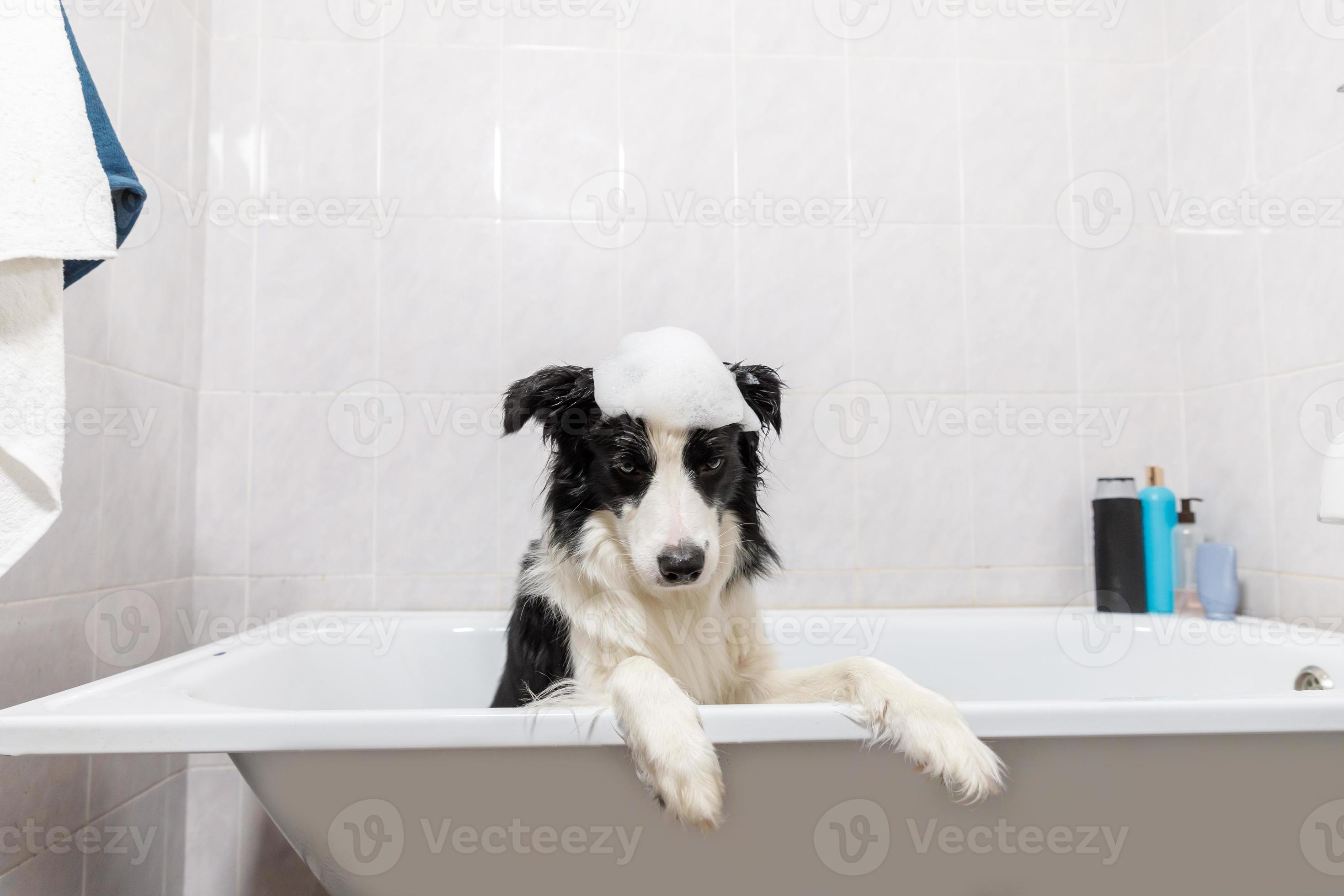 Funny indoor portrait of puppy dog border collie sitting in bath gets bubble bath showering with shampoo. Cute little dog wet in bathtub in grooming salon. Clean dog with funny foam soap