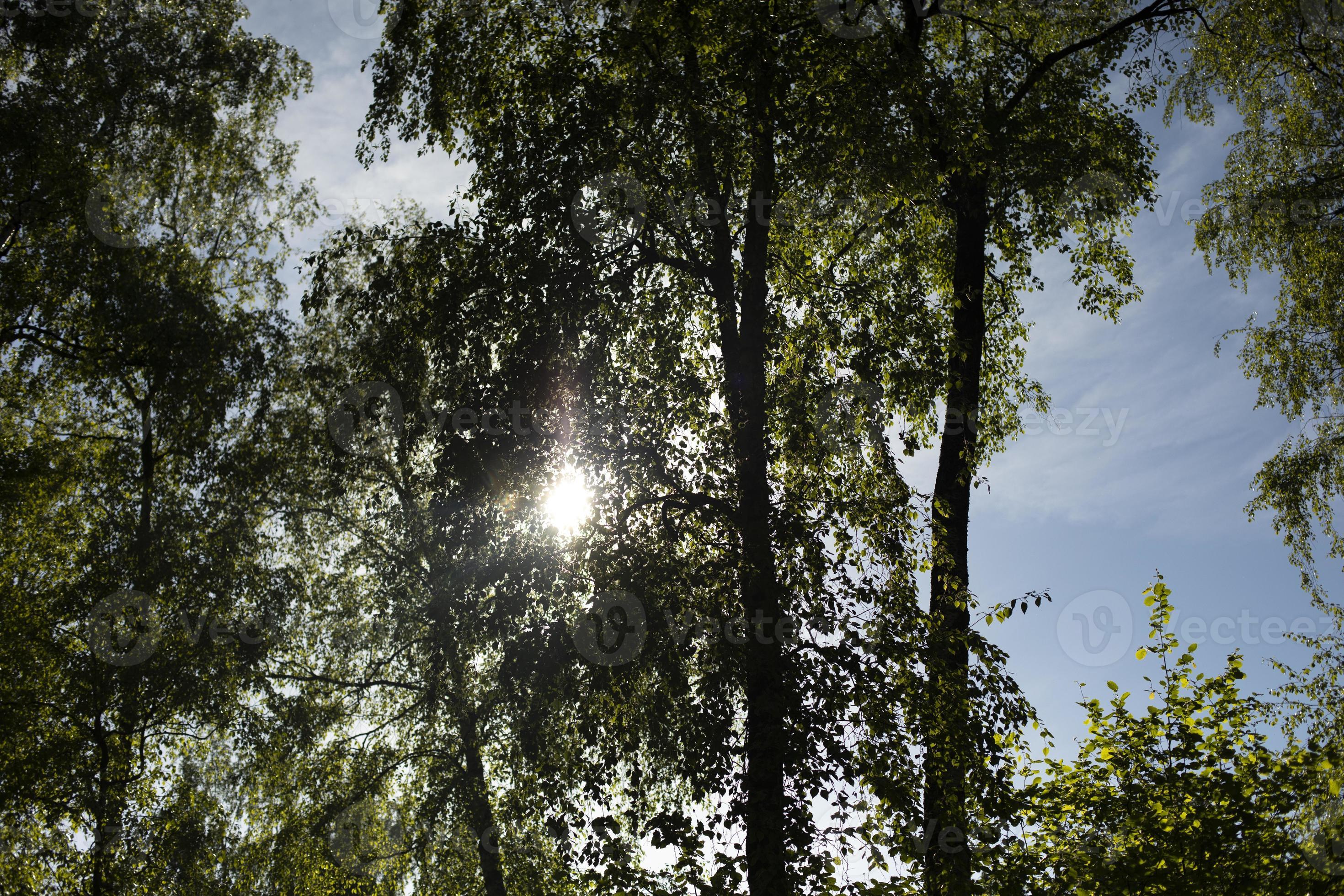 Sun shines through trees. Trees in park in summer. Bright sunshine on ...