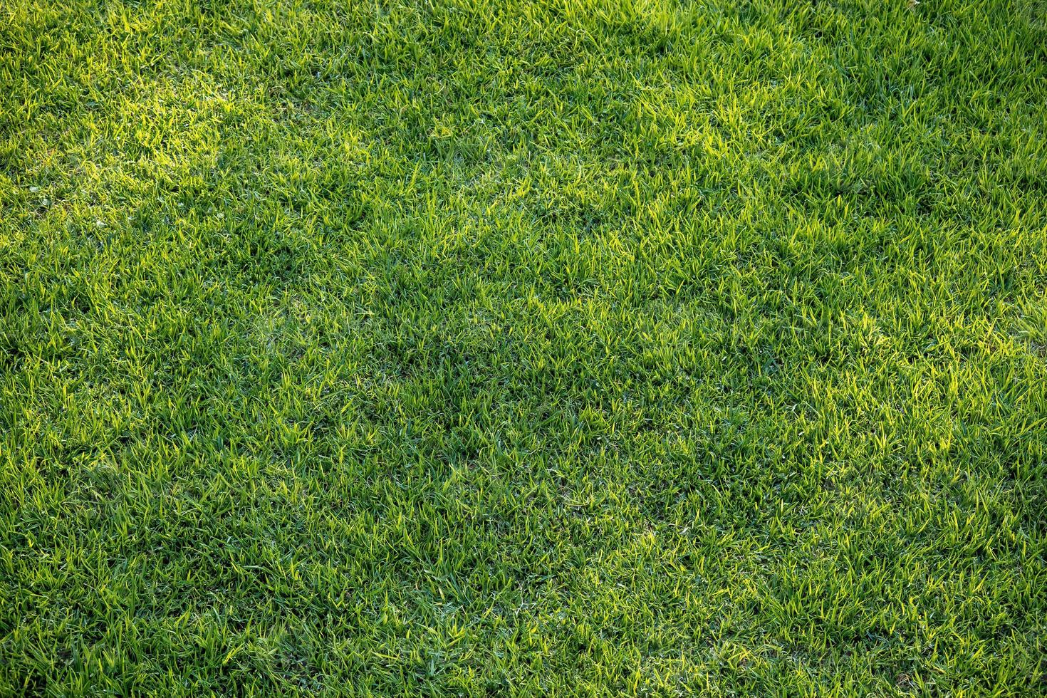 Natural green grass background texture 12216607 Stock Photo at Vecteezy