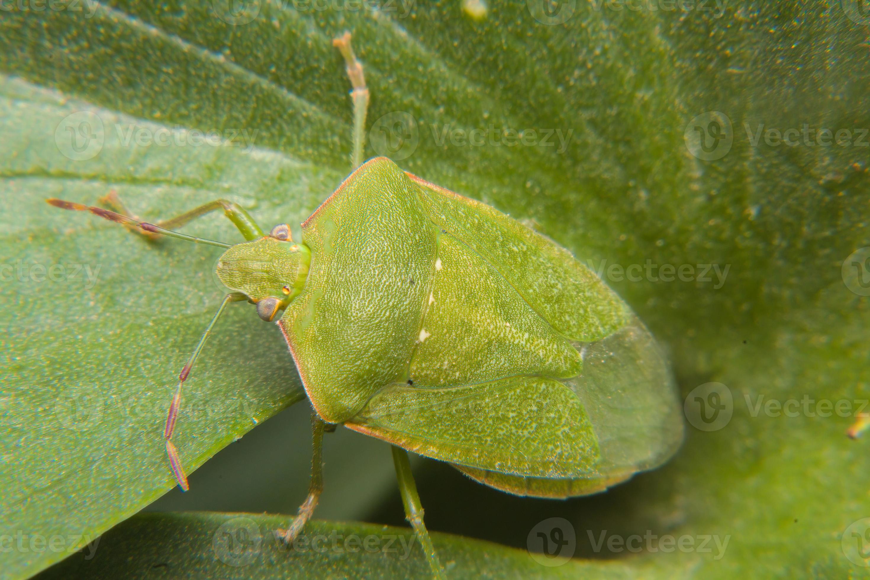 insecto bicho verde posando en una hoja siendo una plaga saludable 12217529 Foto de stock en ...
