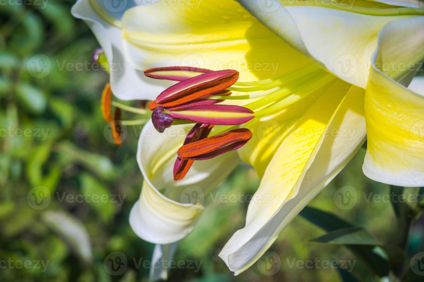 White Lily Flower 12220743 Stock Photo At Vecteezy white-lily-flower-12220743-stock-photo-at-vecteezy