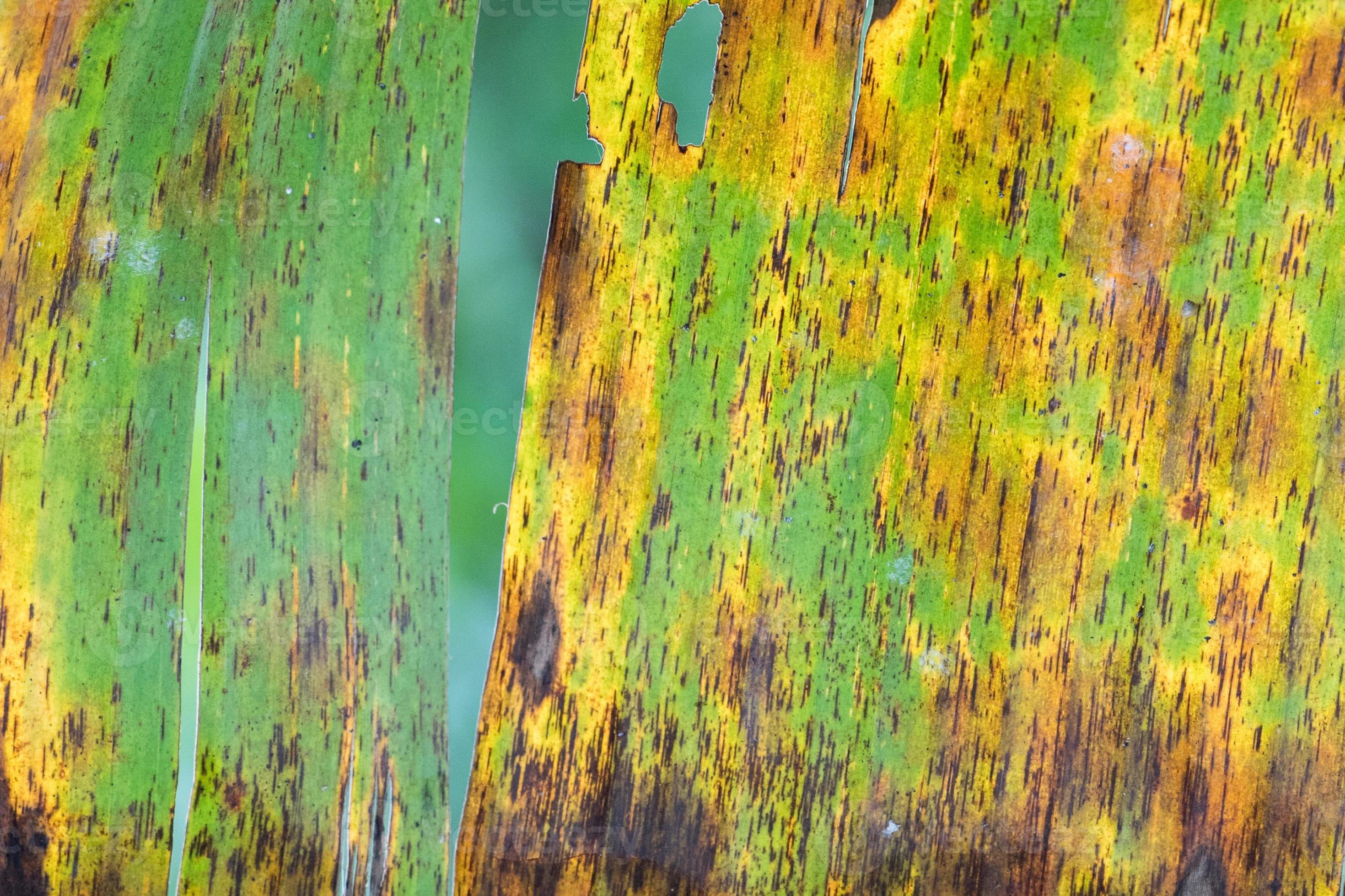 Banana leaf close up detail macro view 12228241 Stock Photo at Vecteezy Banana leaf close up detail macro view 12228241 Stock Photo at Vecteezy