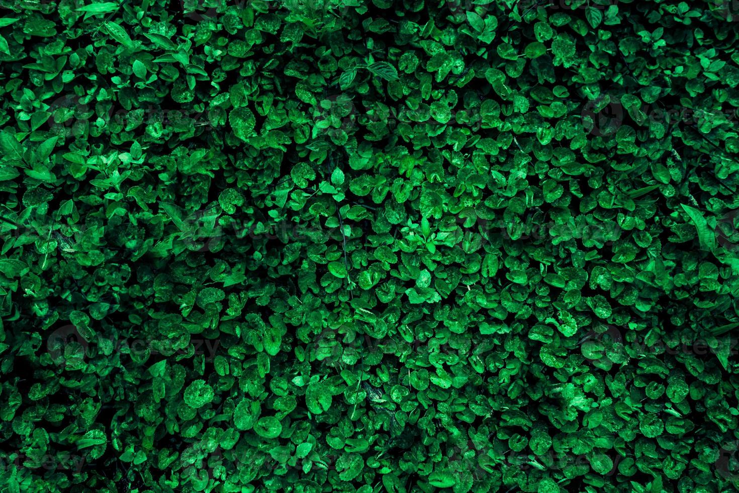 fondo de naturaleza de follaje verde 12232528 Foto de stock en Vecteezy fondo de naturaleza de follaje verde 12232528 Foto de stock en Vecteezy