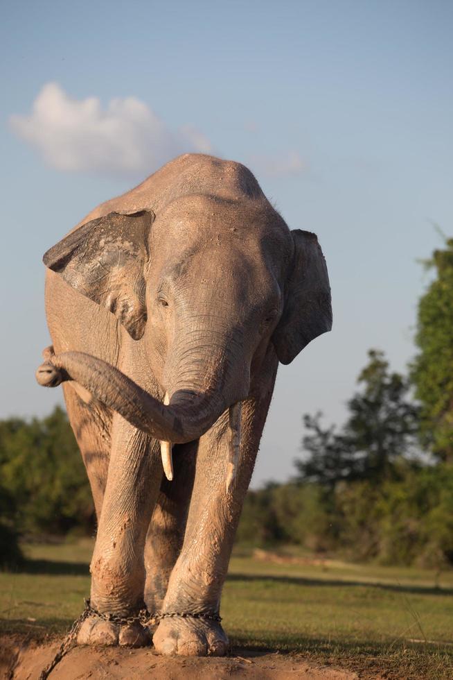 Elephant Stock Photos, Images and Backgrounds for Free Download