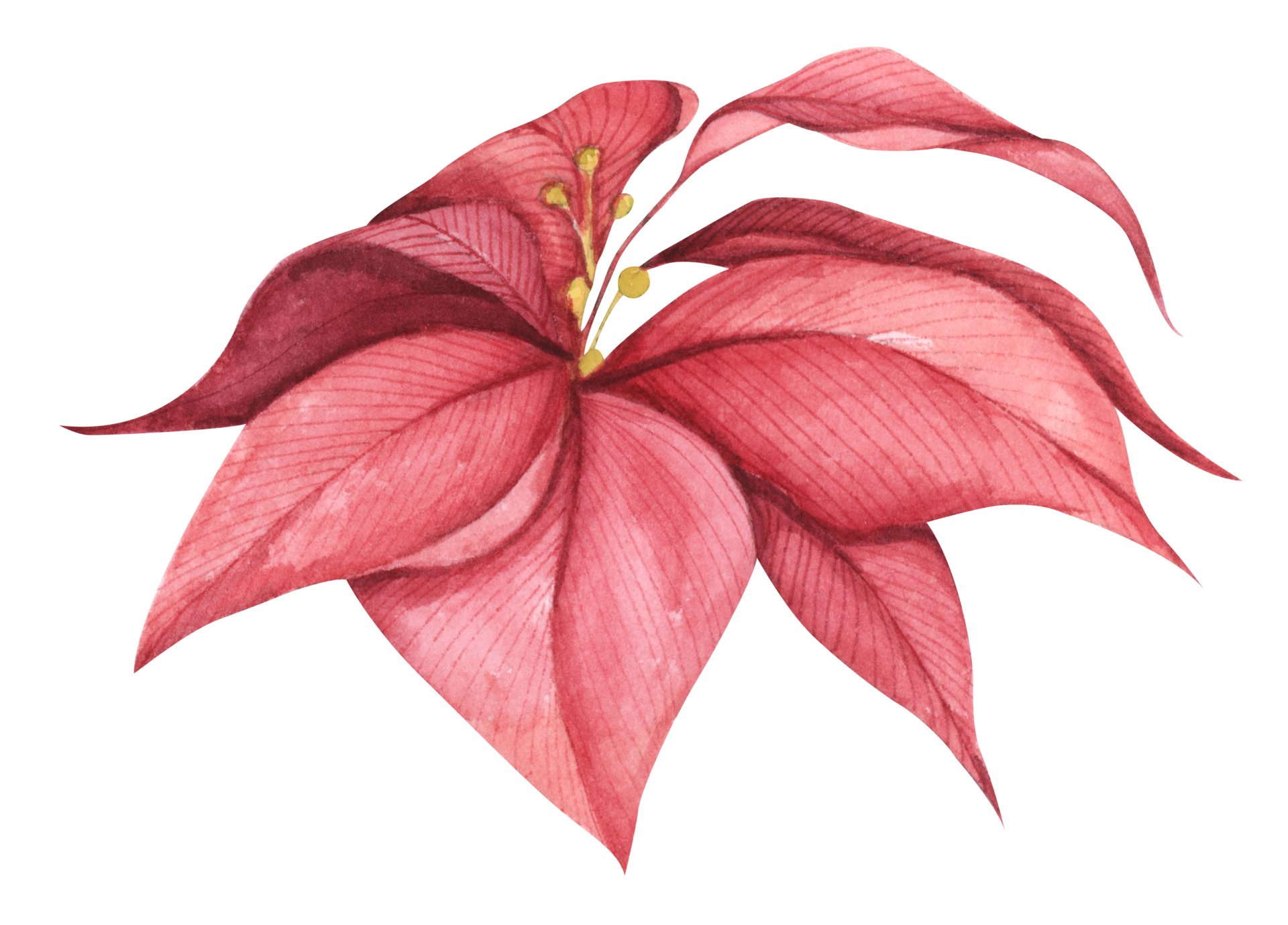 Flor De Nochebuena De Navidad Roja Ilustración De Acuarela Ilustración Botánica Para Diseño