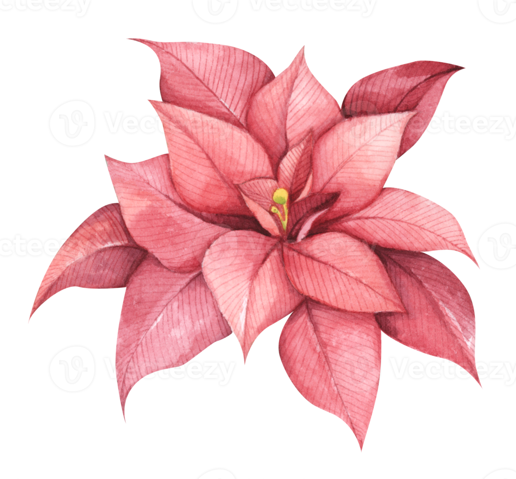 Red Christmas Poinsettia Flower Watercolor Illustration Botanical