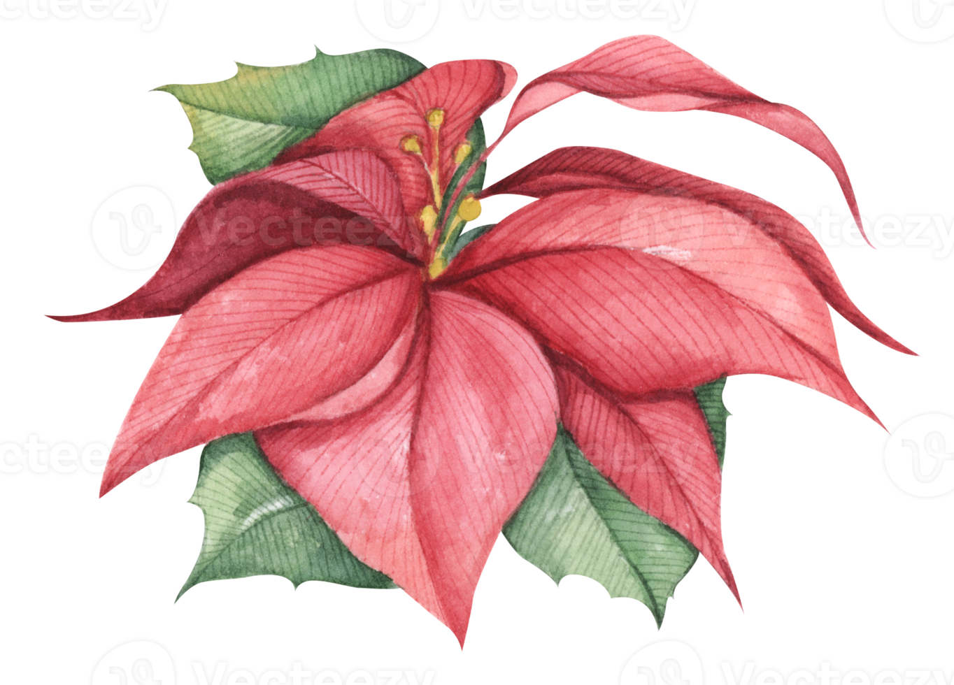 Free Red Christmas Poinsettia Flower Watercolor Illustration
