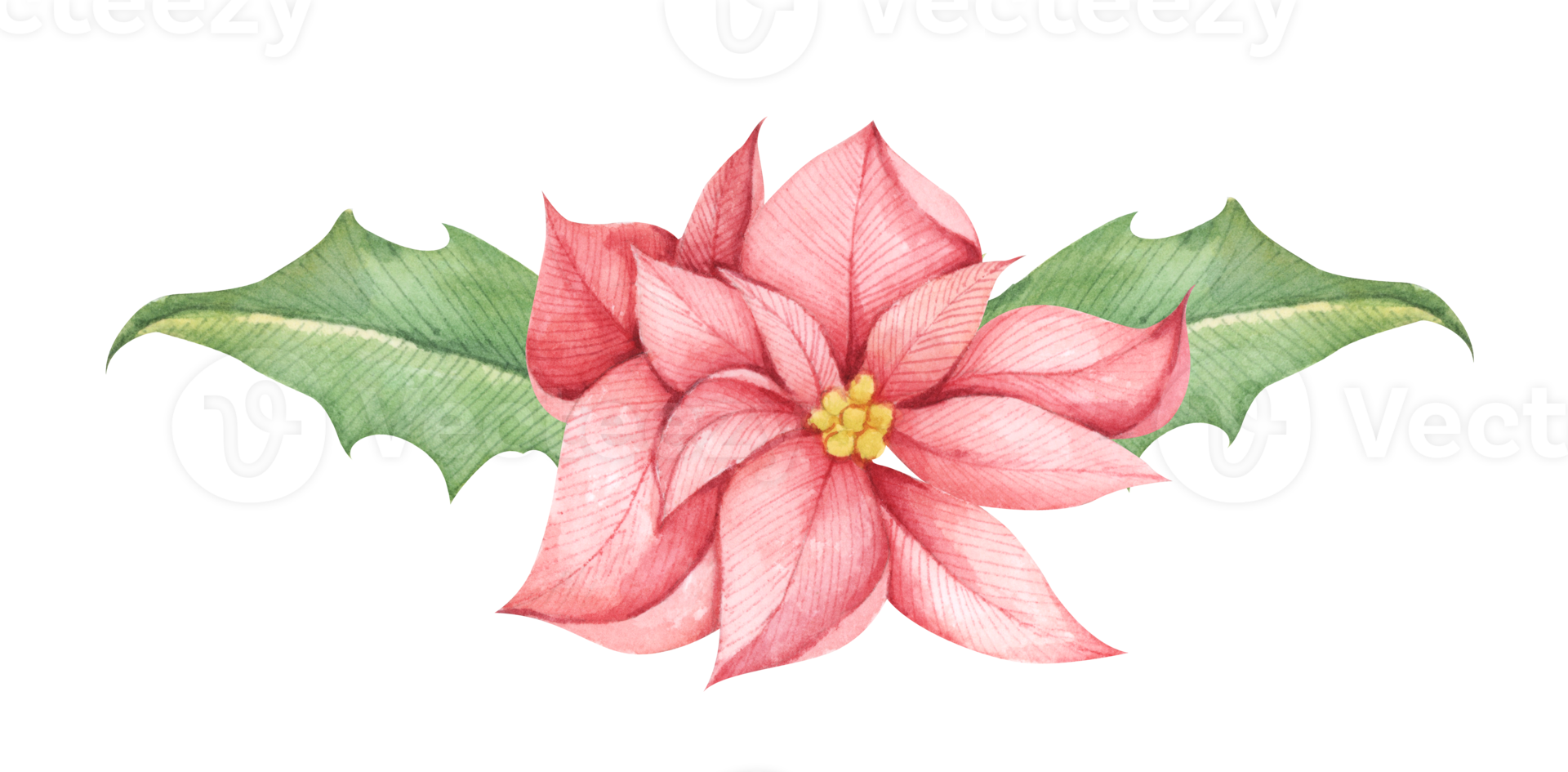 Red Christmas Poinsettia Flower Watercolor Illustration Botanical