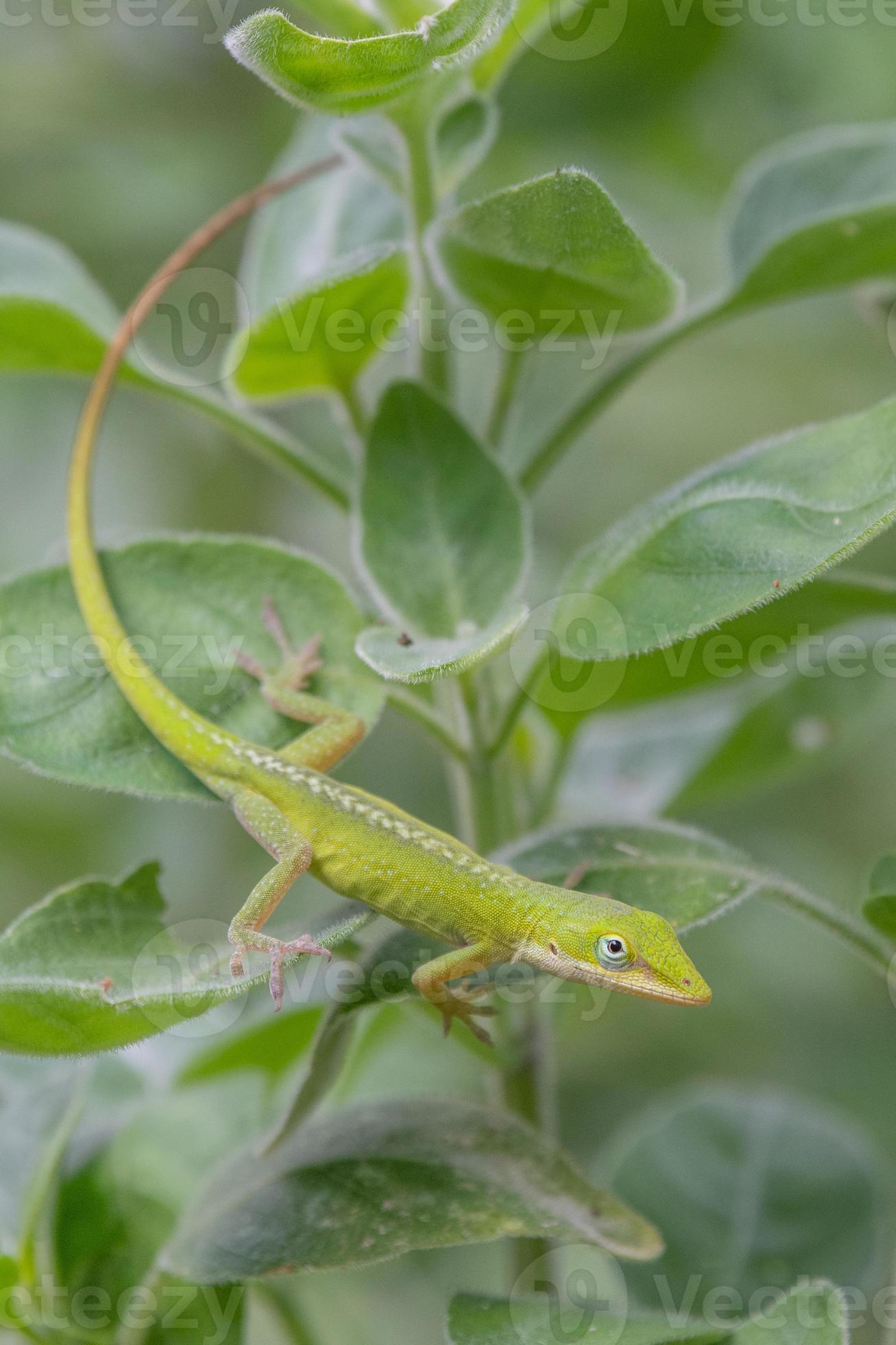 A green anole crawling down the leaves of a plant in the garden. 12324158 Stock Photo at Vecteezy