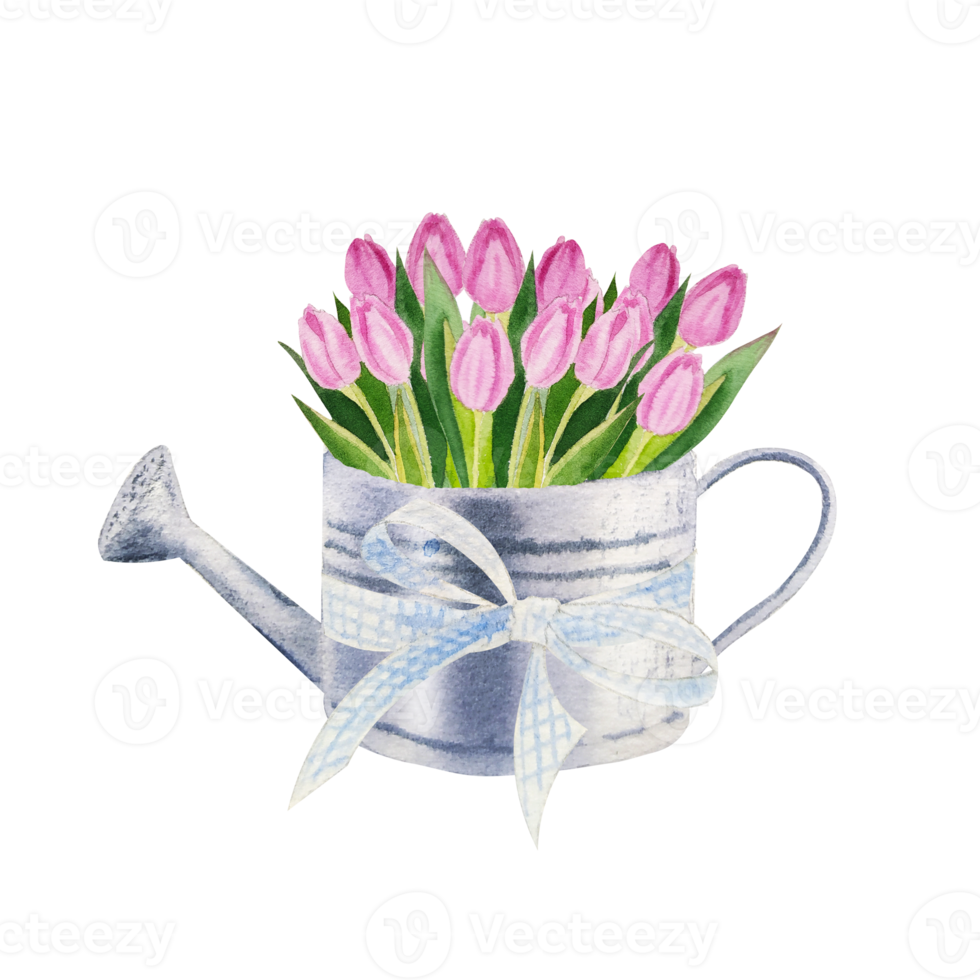 Watercolor spring pink tulips flowers 12375327 PNG