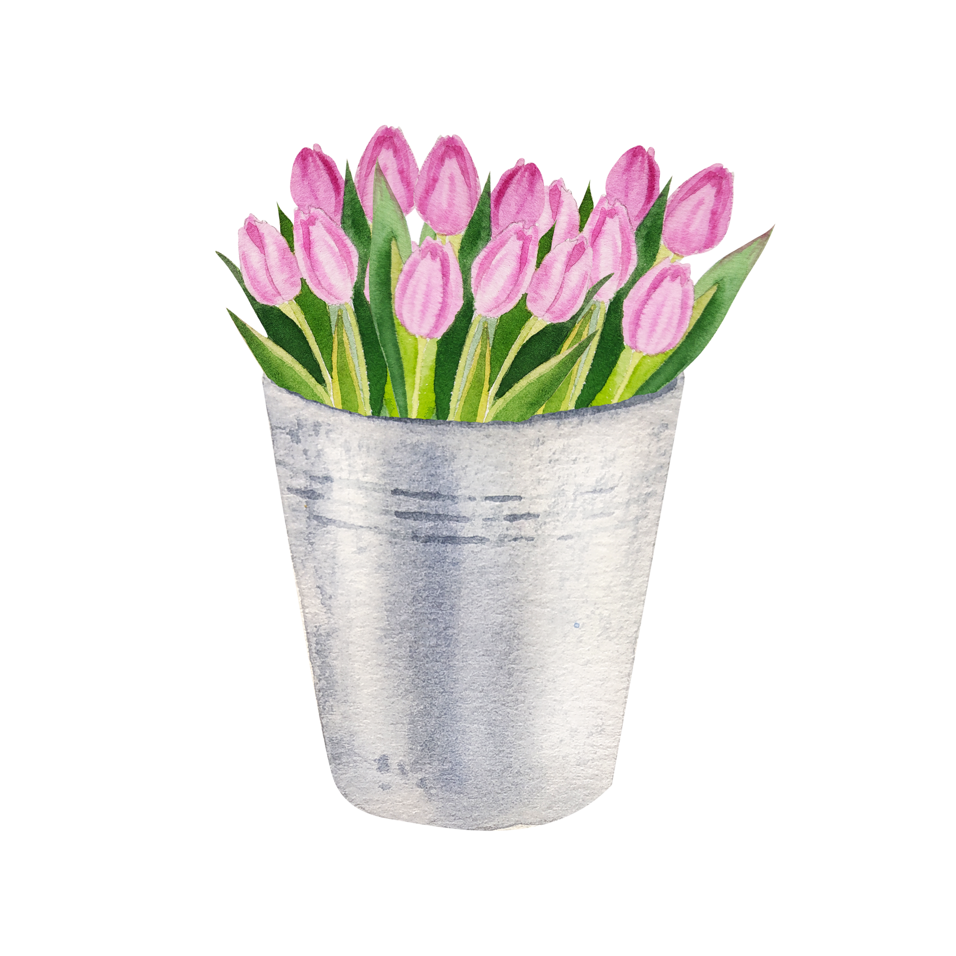 Watercolor spring pink tulips flowers 12375334 PNG