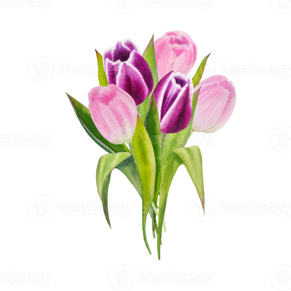 Watercolor spring pink tulips flowers 12375416 PNG