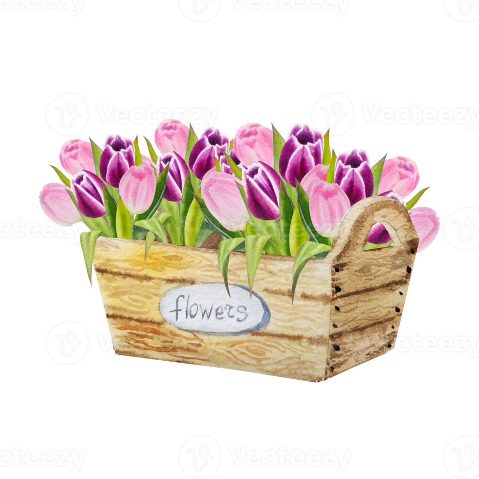Watercolor spring pink tulips flowers 12375424 PNG