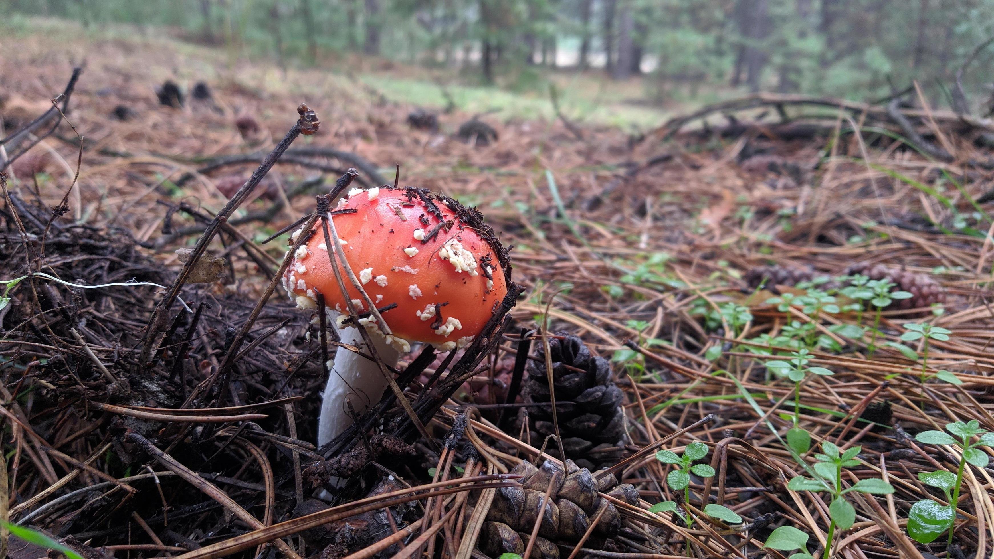 Close-up of the bright and shiny red fly fungus, a very poisonous mushroom. It grows in the ...