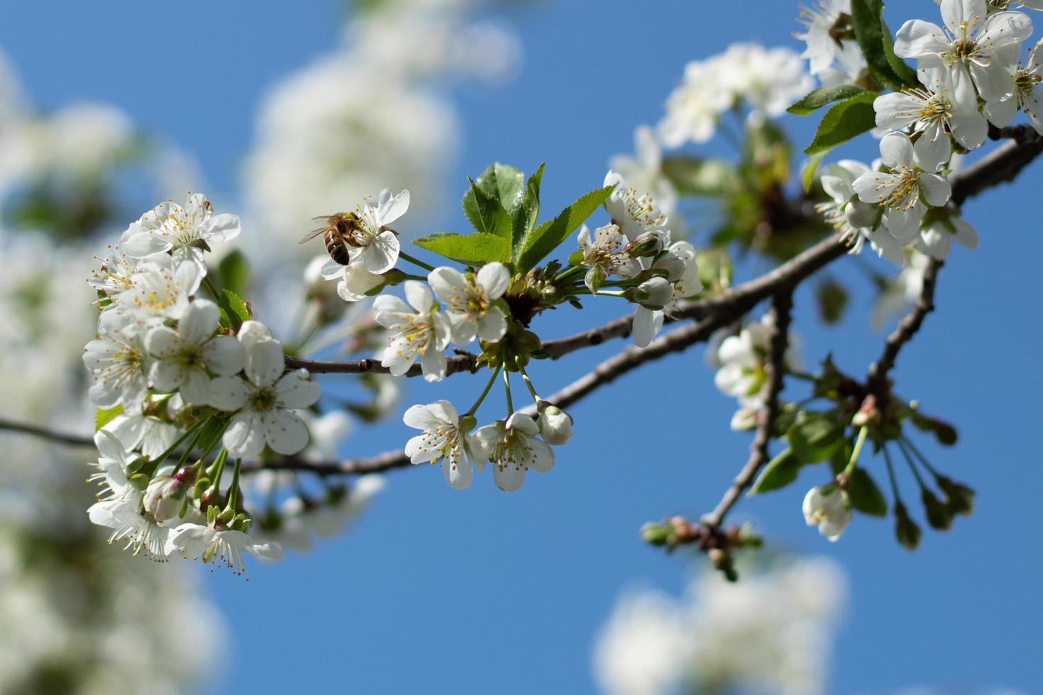 Spring blooming. White flowers. Spring. Flowering trees. Beautiful ...