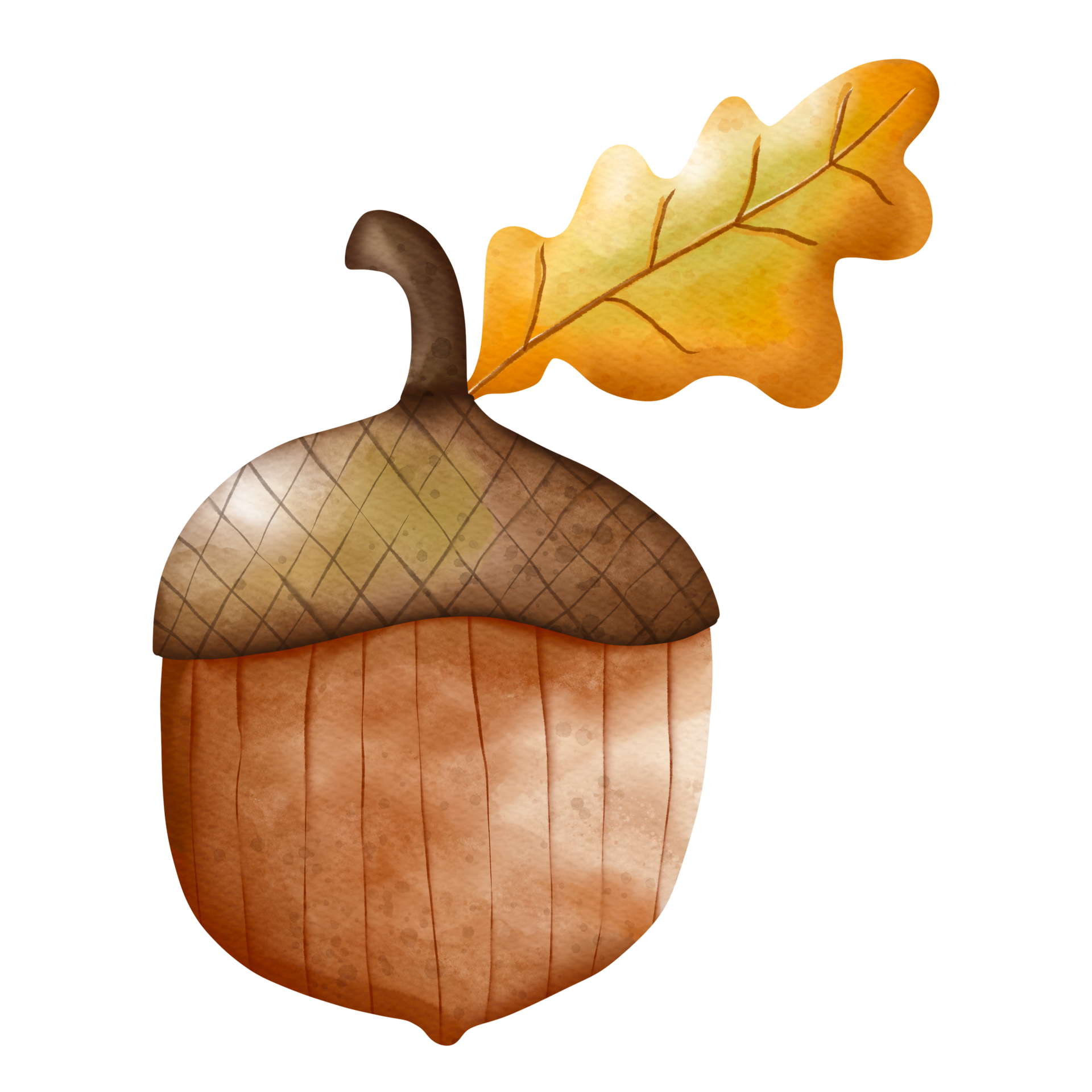 Acorn Illustration Png