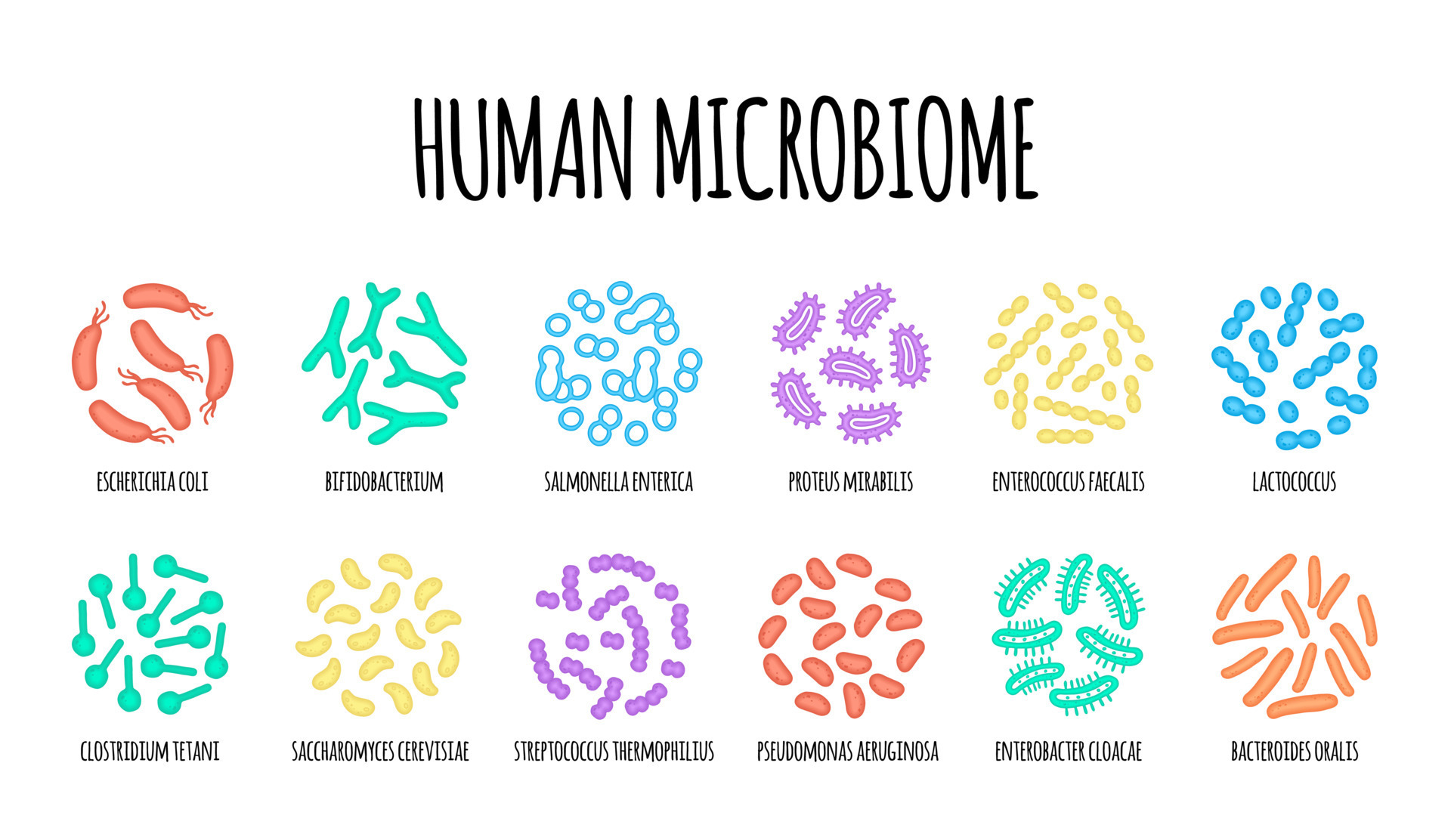 Human microbiome illustration of bacterial species. Vector image ... Human microbiome illustration of bacterial species. Vector image ...