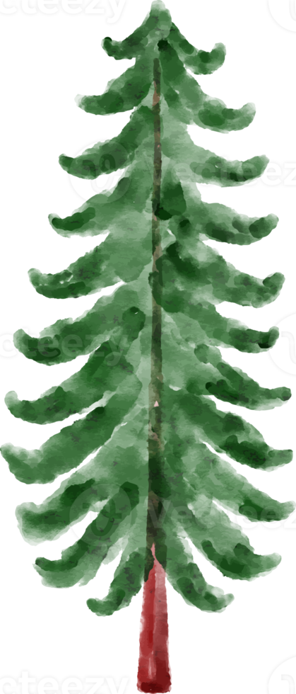 Hand Drawn Watercolor Pine Tree 12500021 PNG Hand Drawn Watercolor Pine Tree 12500021 PNG