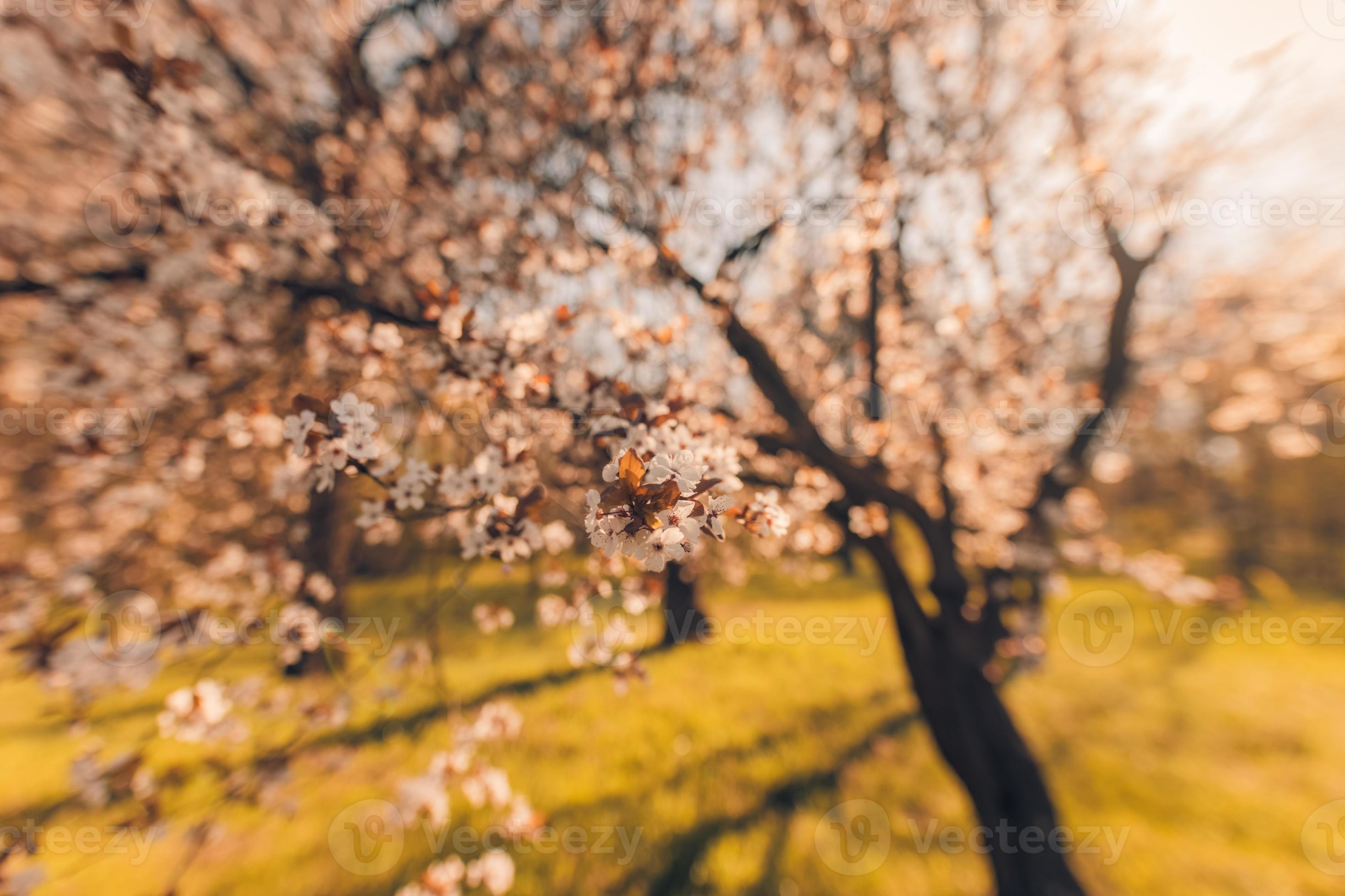 Beautiful spring cherry trees blossoming blooming soft pink flowers ...