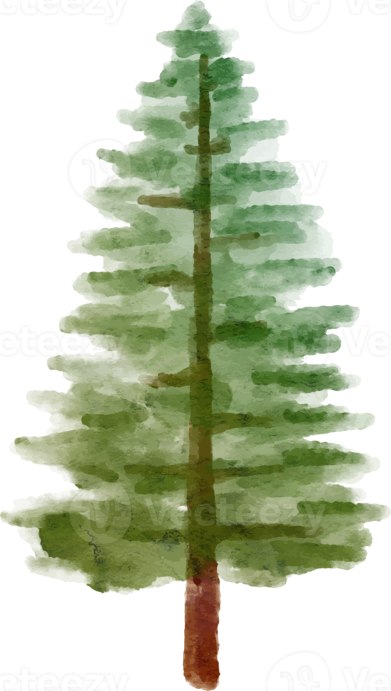 Pine Tree Watercolor Hand Drawn 12521401 Png