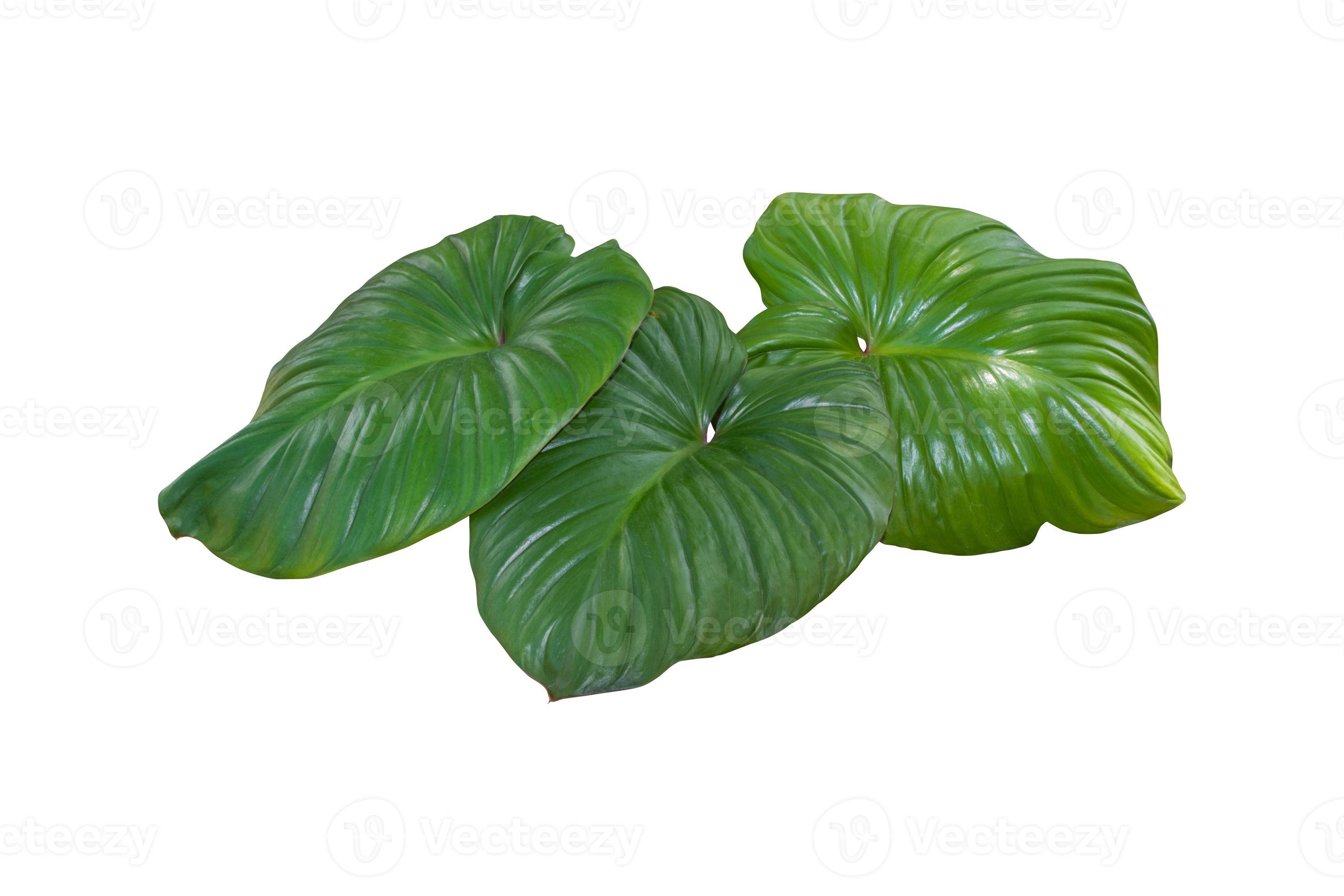 hojas de la selva tropical de la planta, el patrón de diseño utilizado ...