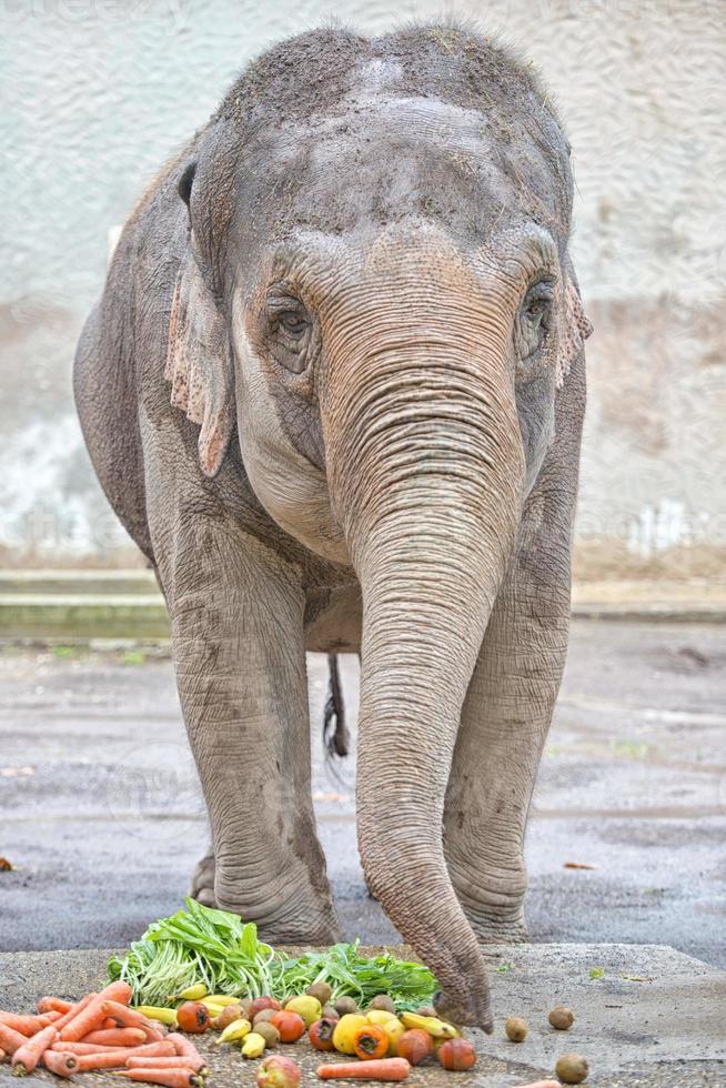elephant eating veggies 12554092 Stock Photo at Vecteezy